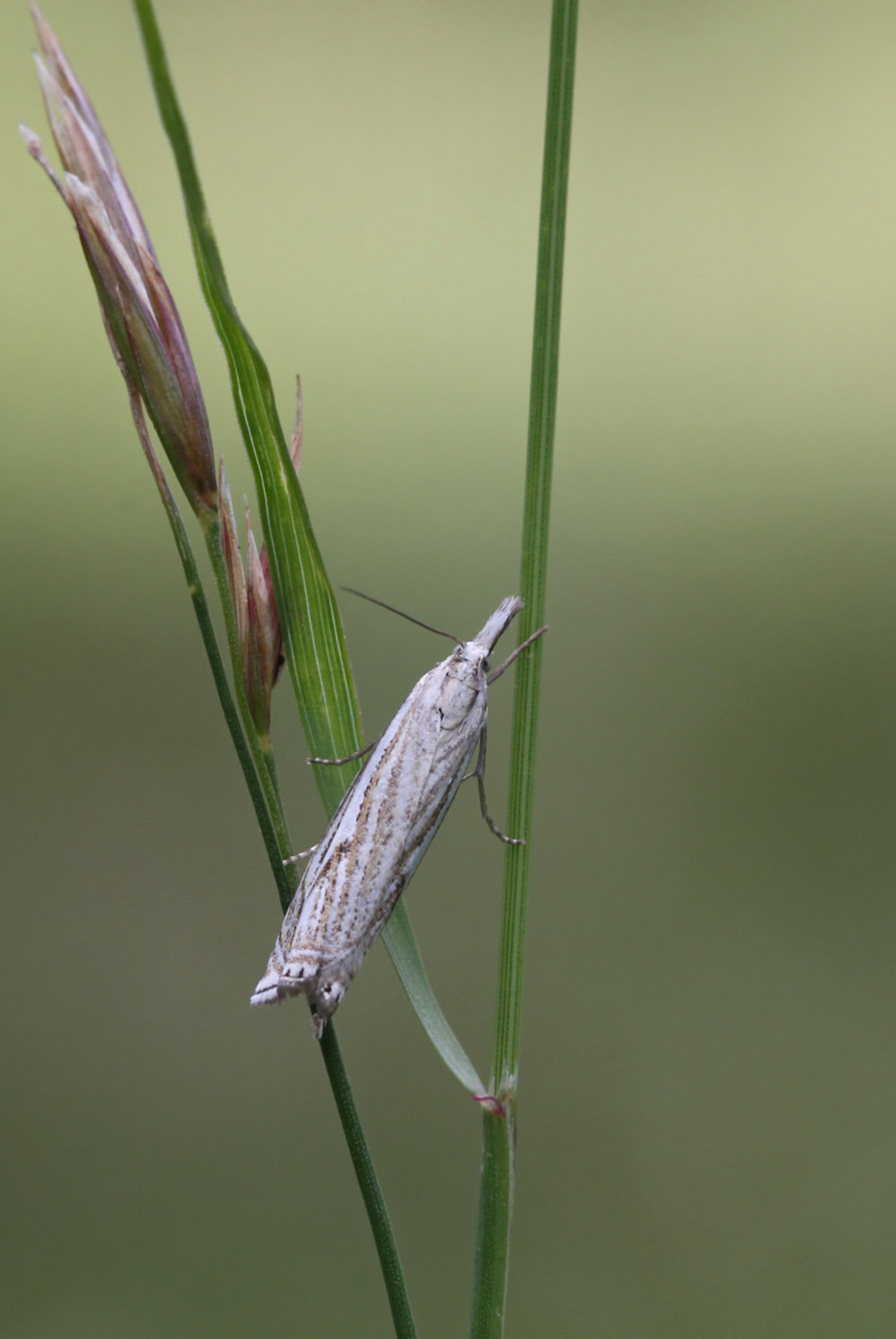 *Ein kleiner Wiesenbewohner* - Schwaz