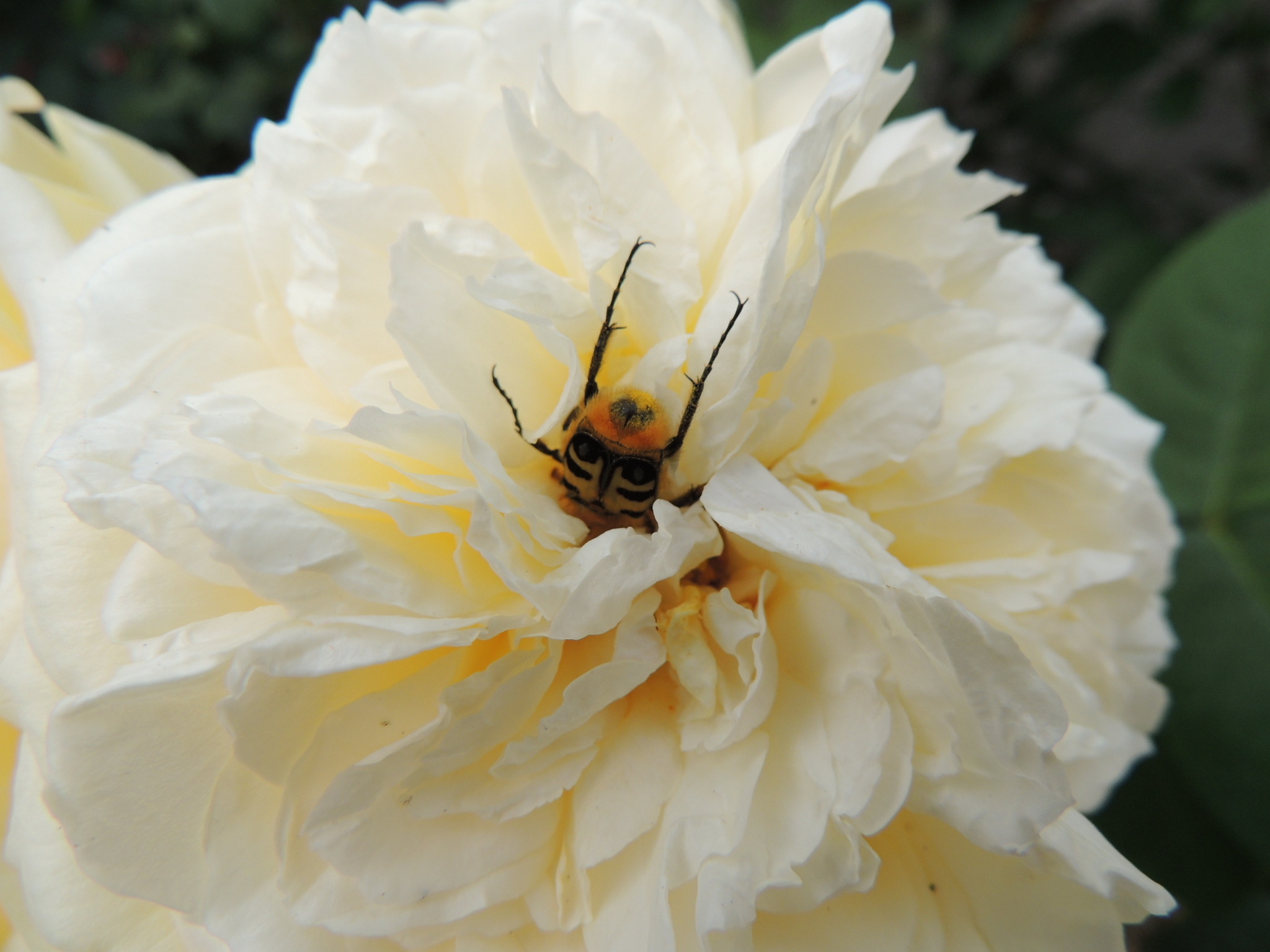 zu Besuch auf und in der Rose - Horn