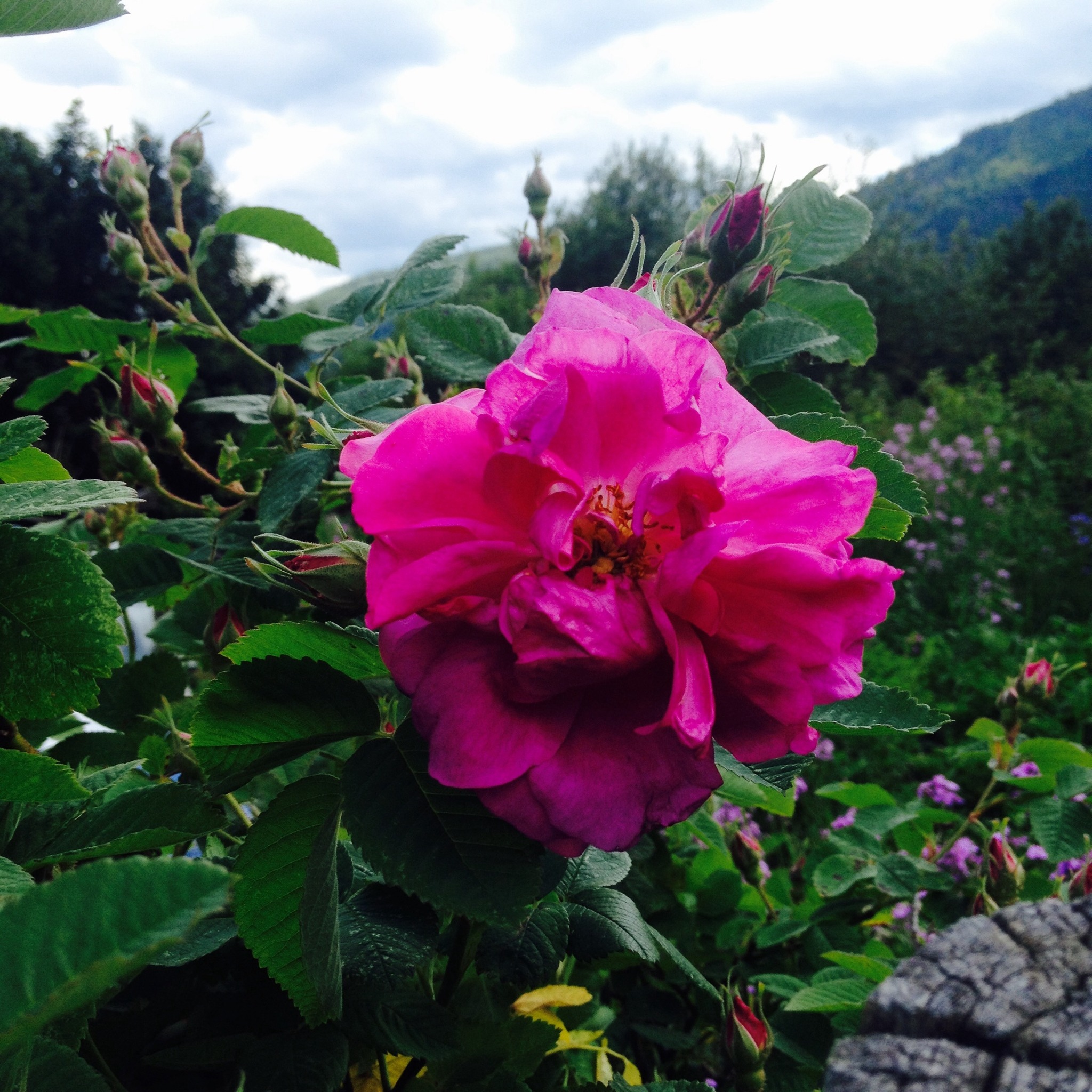 Bauernrose - Lungau