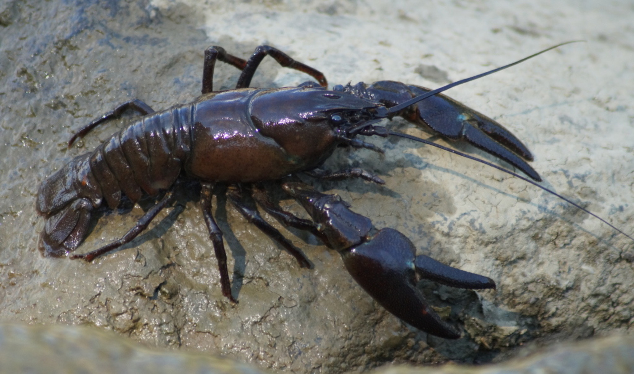 Flusskrebs an der Raab - Südoststeiermark