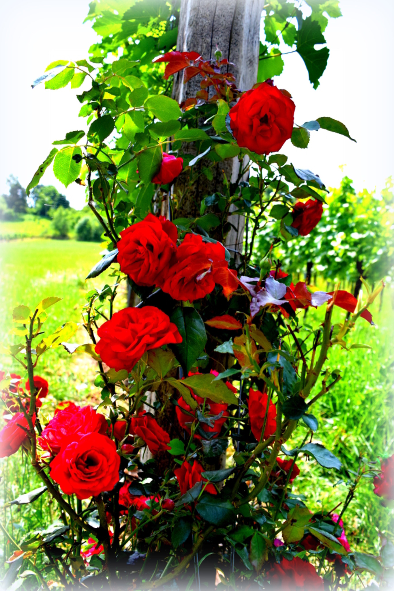 So entsteht der Rose`wein im Burgenland! - Eisenstadt