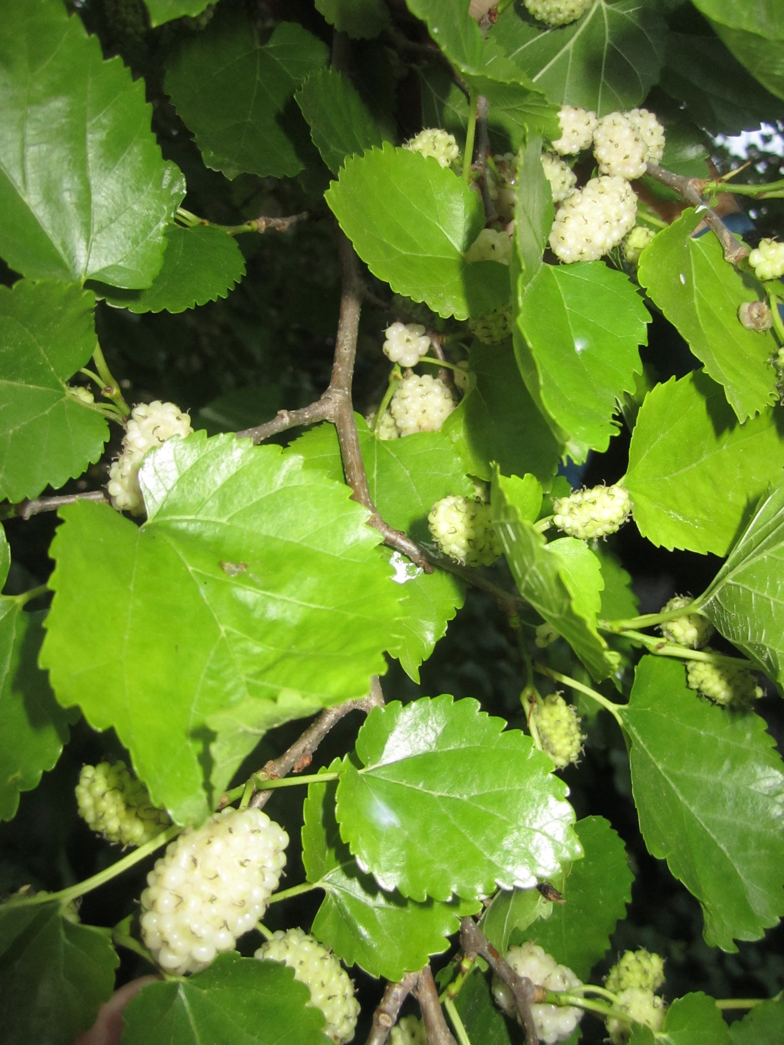 Maulbeeren - Feldkirchen