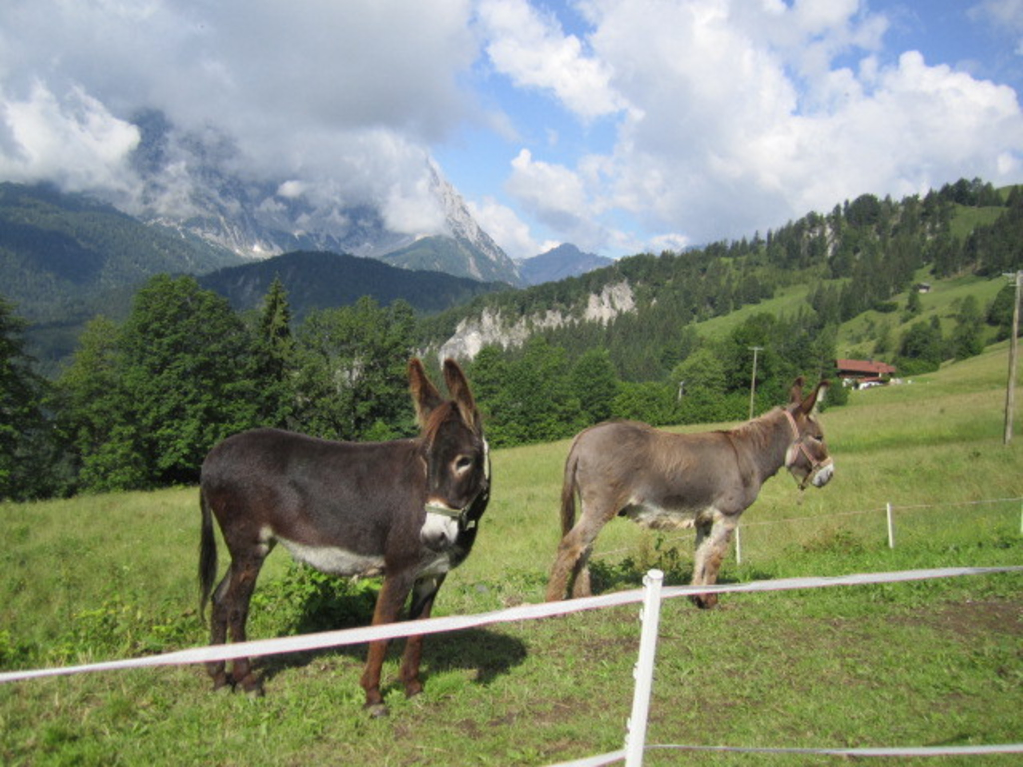 Diese Esel am Berg... - Vöcklabruck