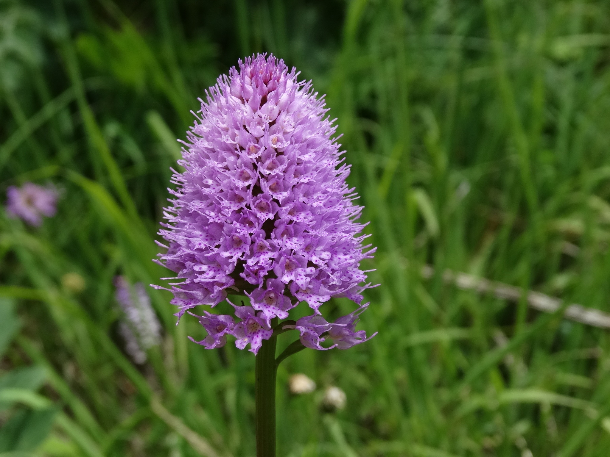 Orchideen-Berg Obir - Völkermarkt