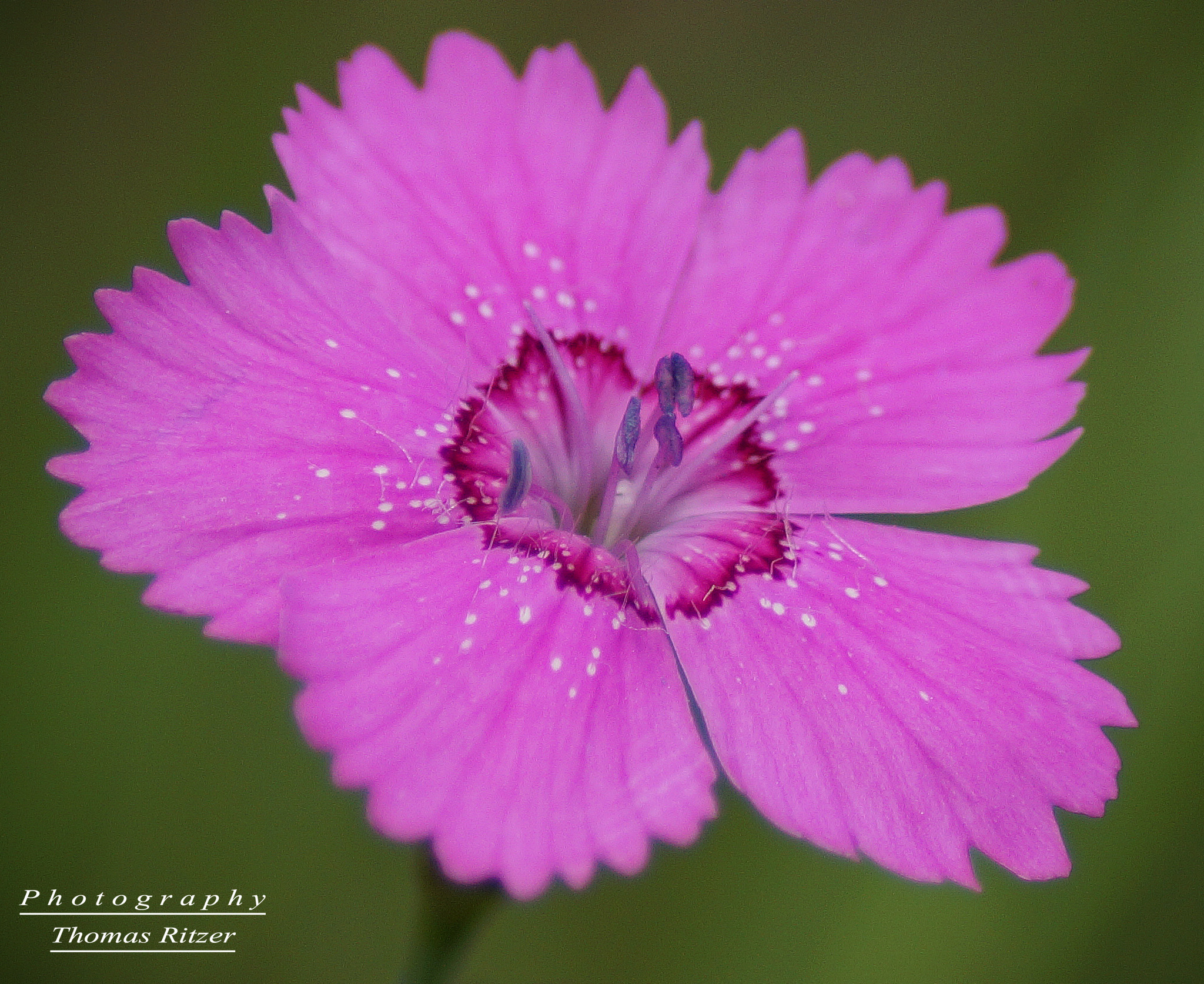 Rosa Blüte - Innsbruck