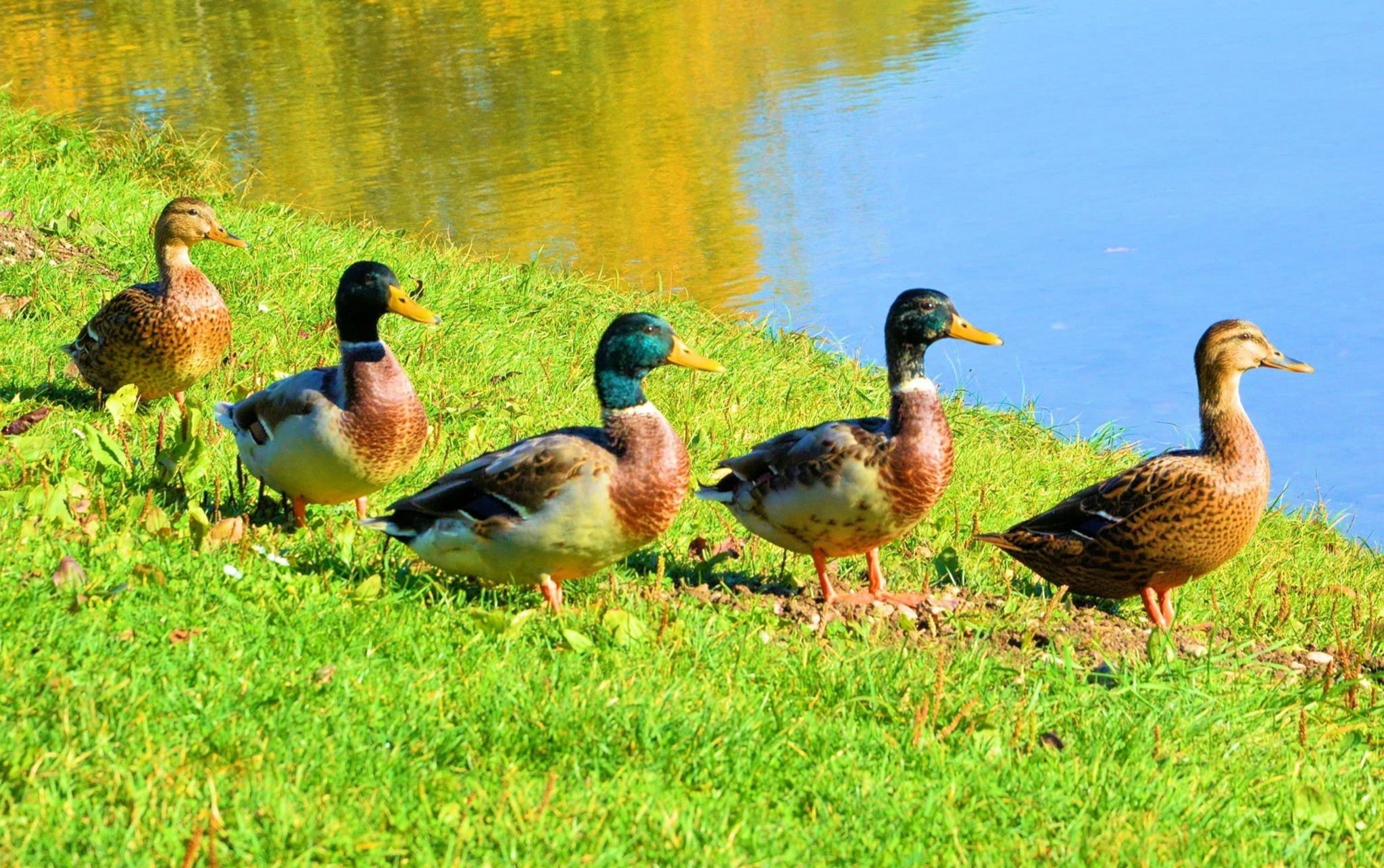 Auf die Enten, fertig, los! - Tulln
