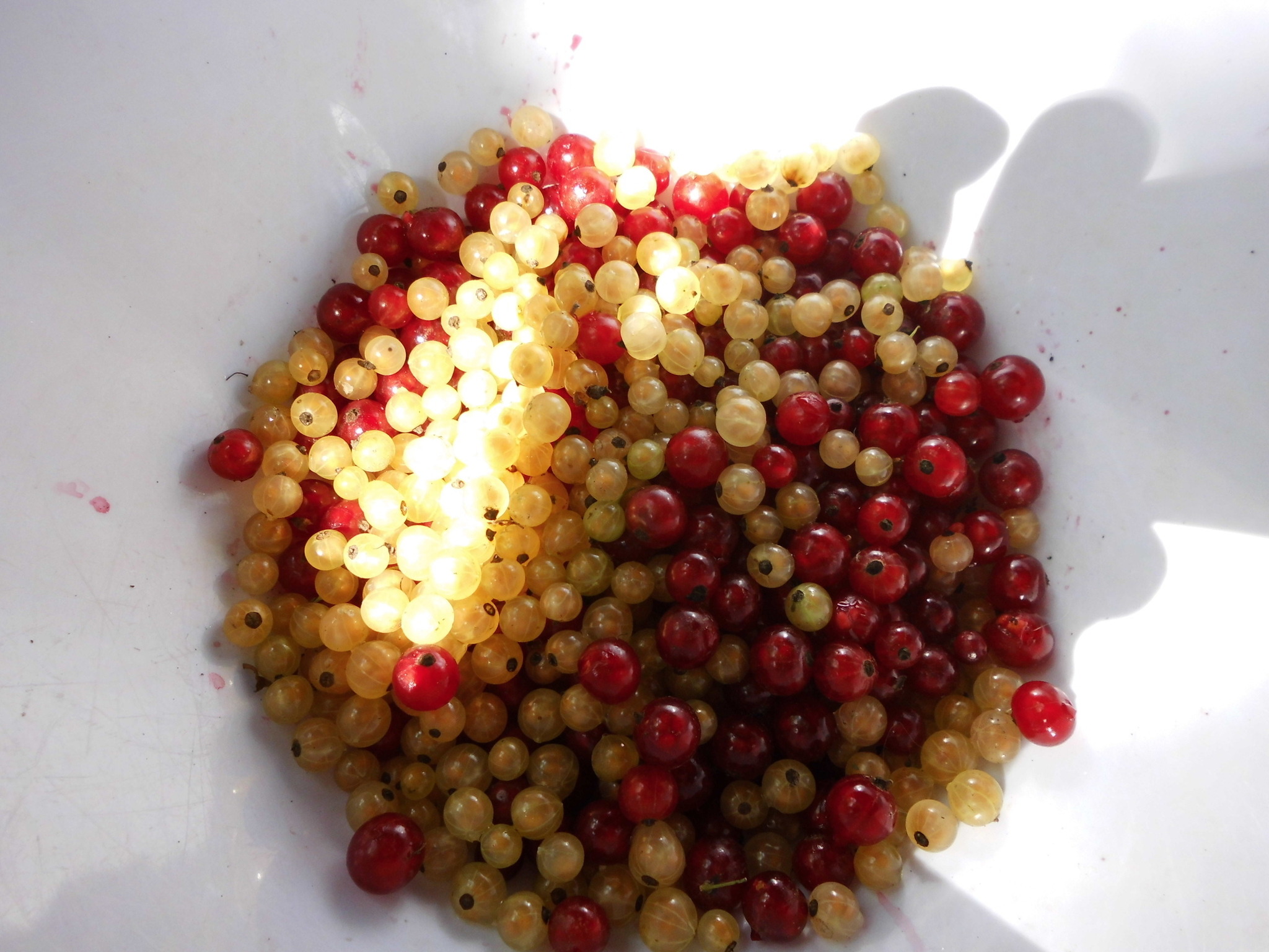 Höchste Zeit für die Ribisel-Ernte! - Spittal