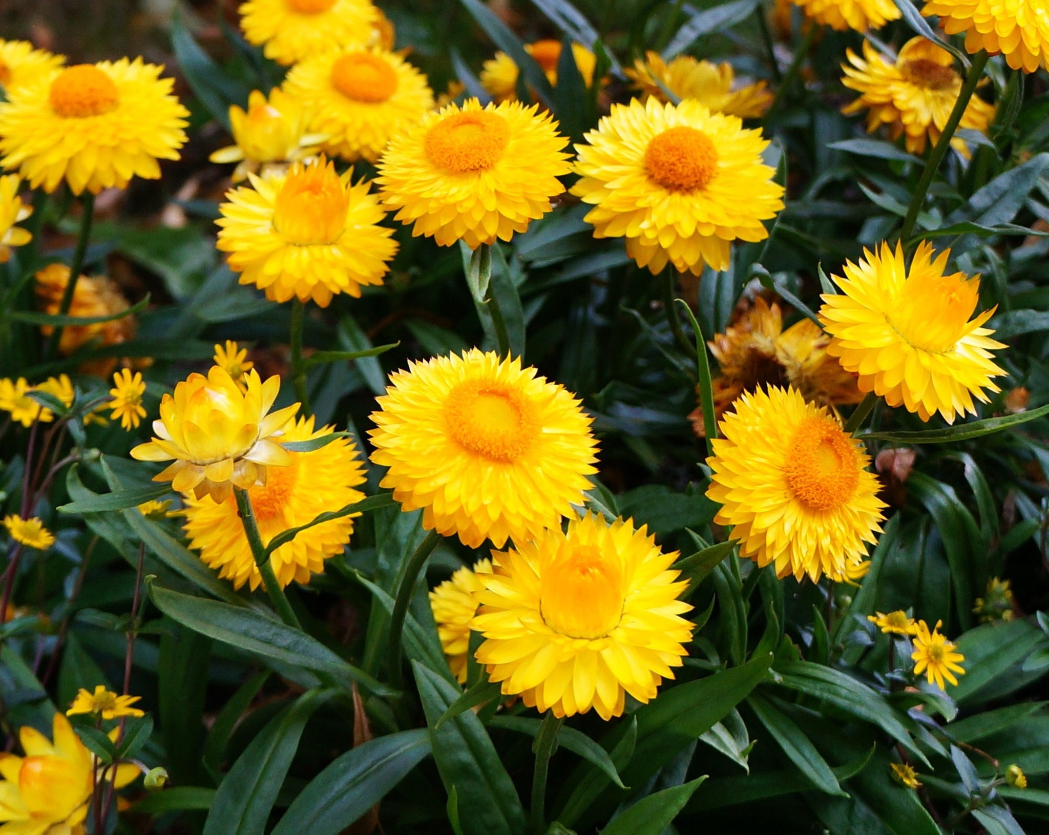 Strohblumen - Kufstein