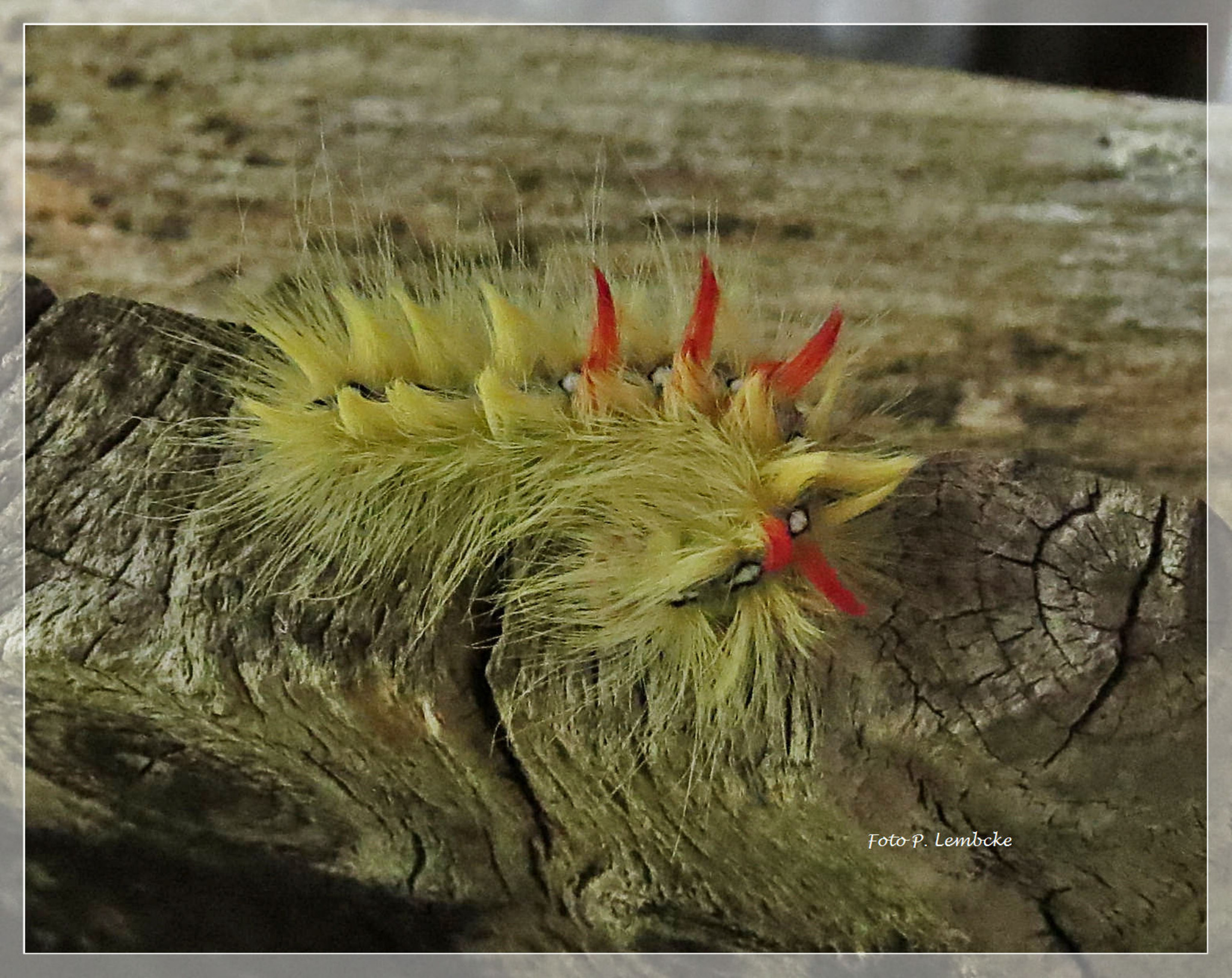 Das Kleid der Ahorn-Rindeneule ist besonders schön. - Ottakring