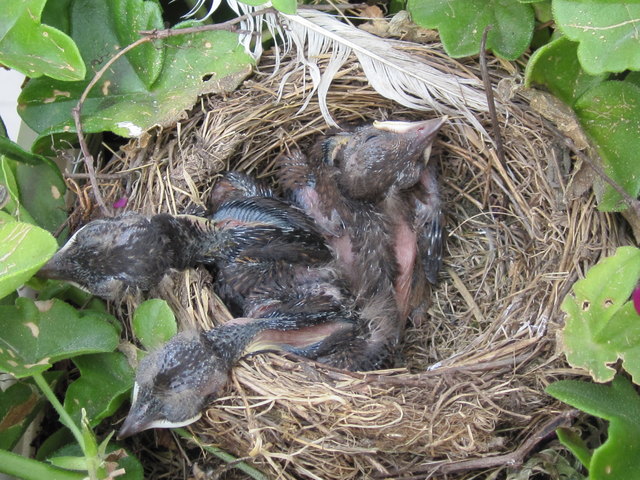 Amselbabys - Thema auf meinbezirk.at
