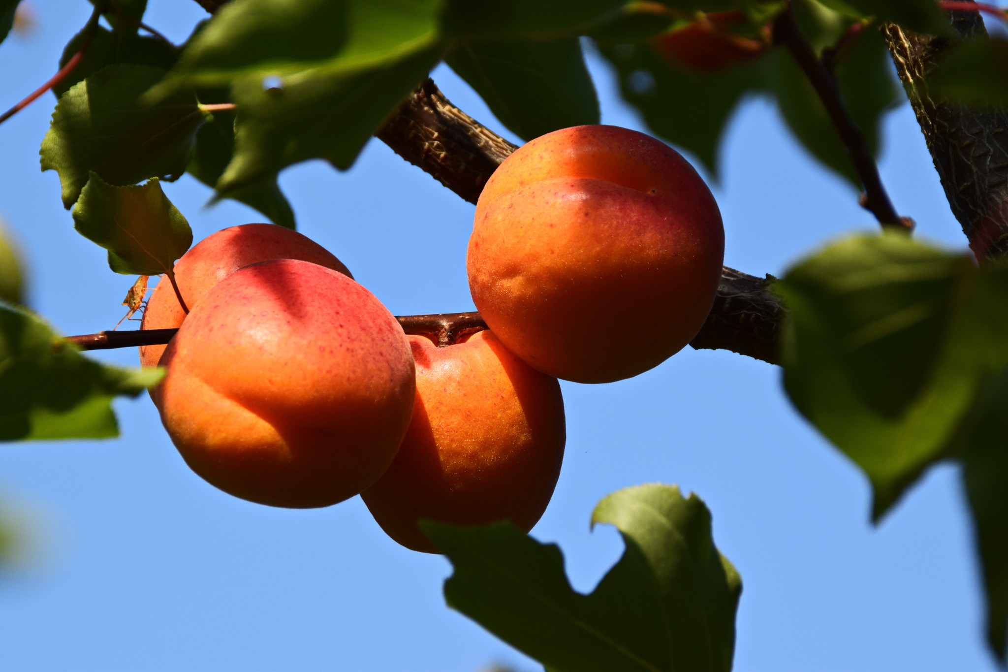 Die Marillen sind Reif! - Leibnitz