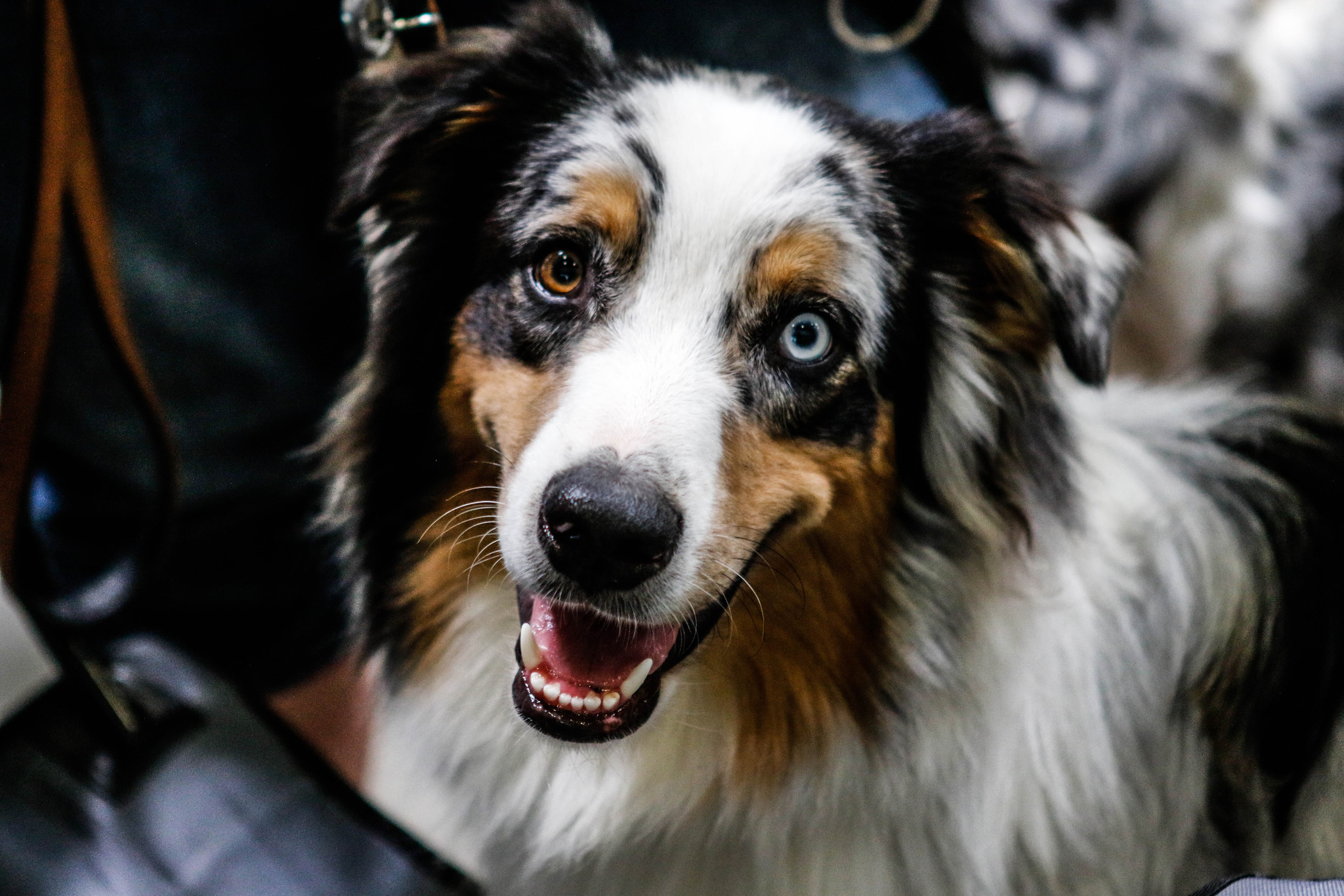 Wuff Wuff Wuff! - Oberwart