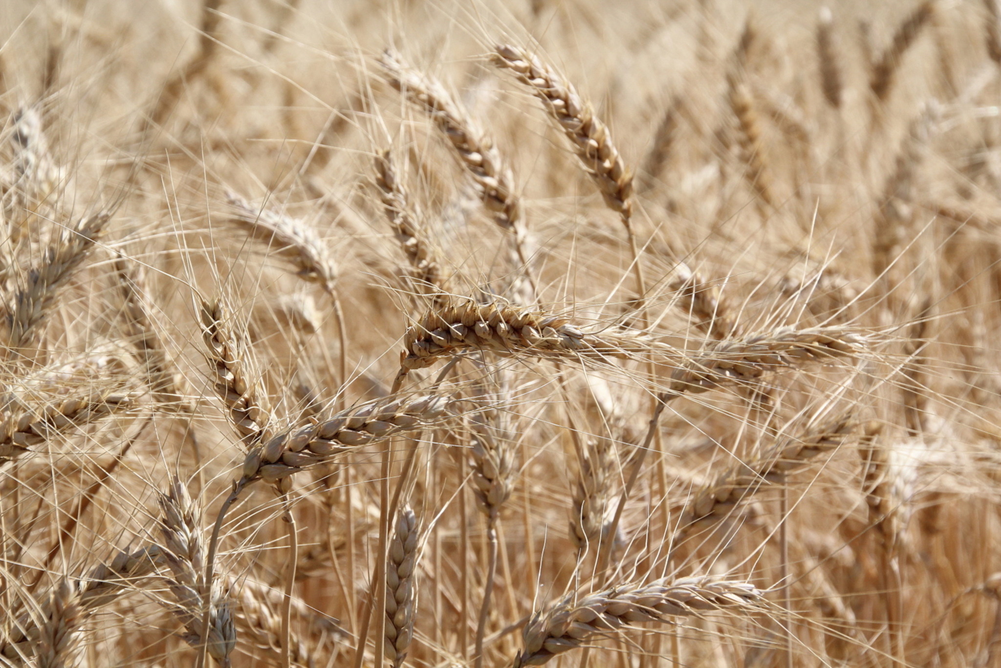 Der Weizen reift auf den Feldern des Weinviertels, die Ernte hat ...