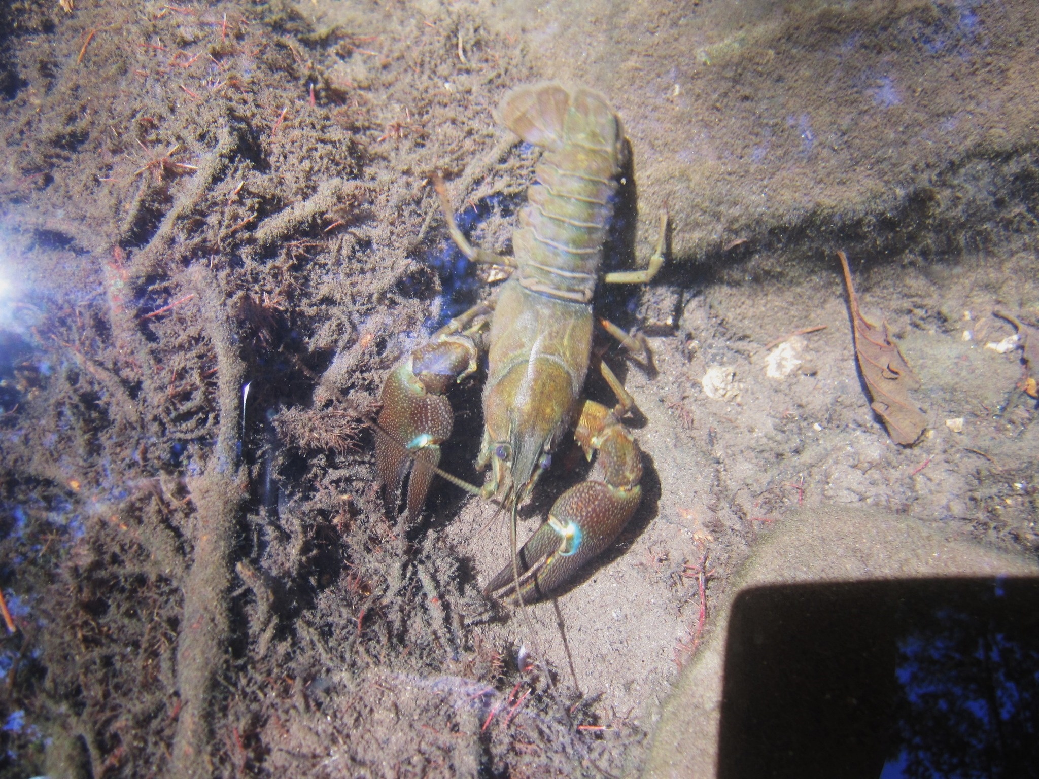 **SIGNALKREBS** - Vöcklabruck