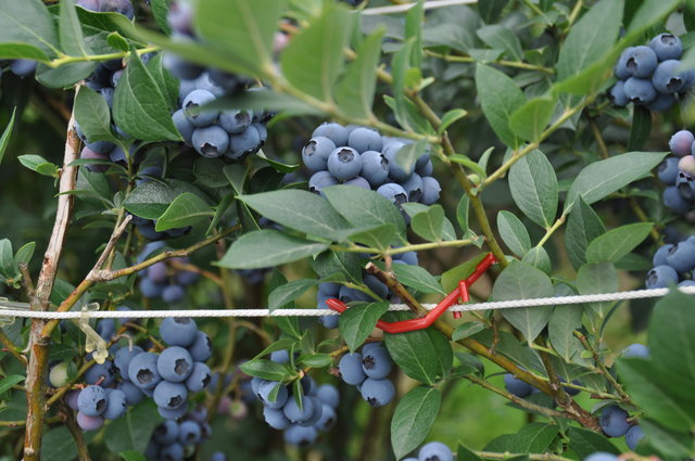 Blaue Früchtchen mit gesunder Wirkung - Feldkirchen