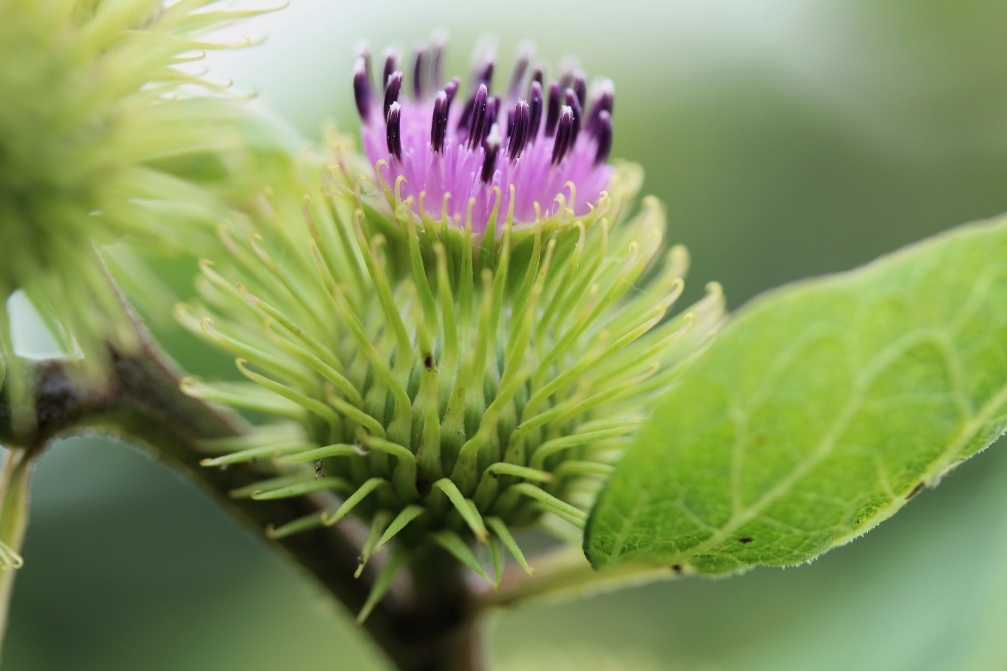 Die *Große KLETTE*... - Vöcklabruck