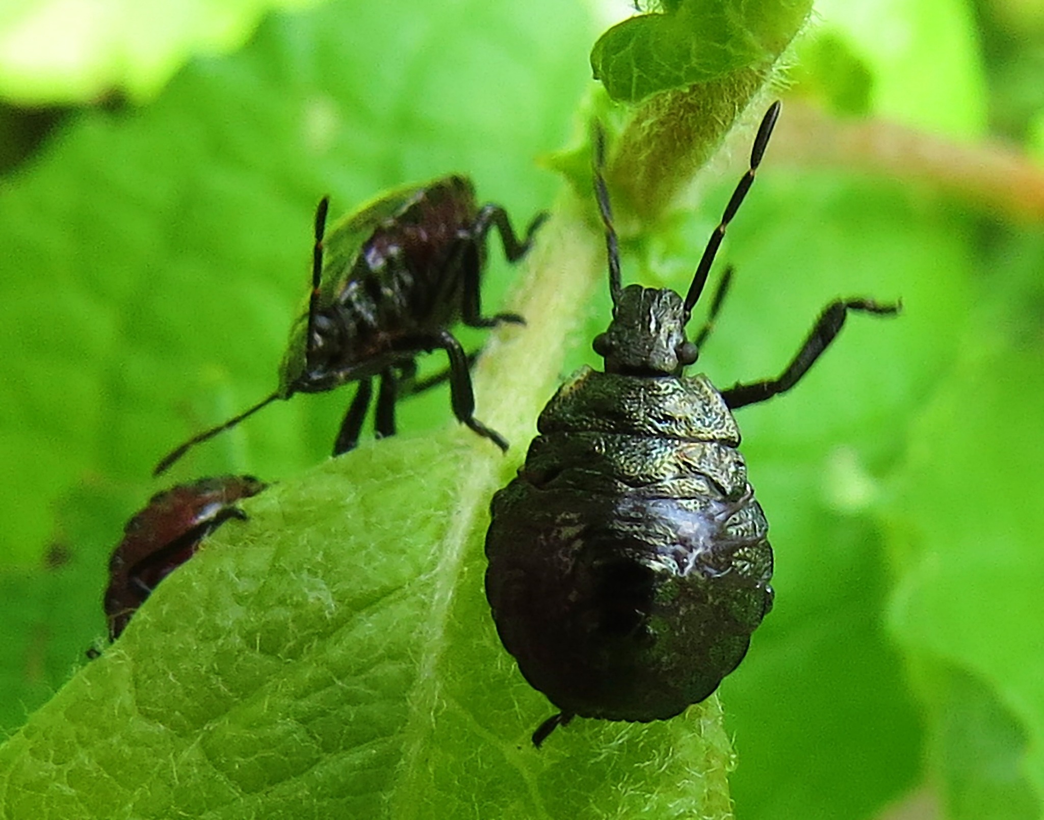 Eine Art von Wanze im Frühstadium - Lungau