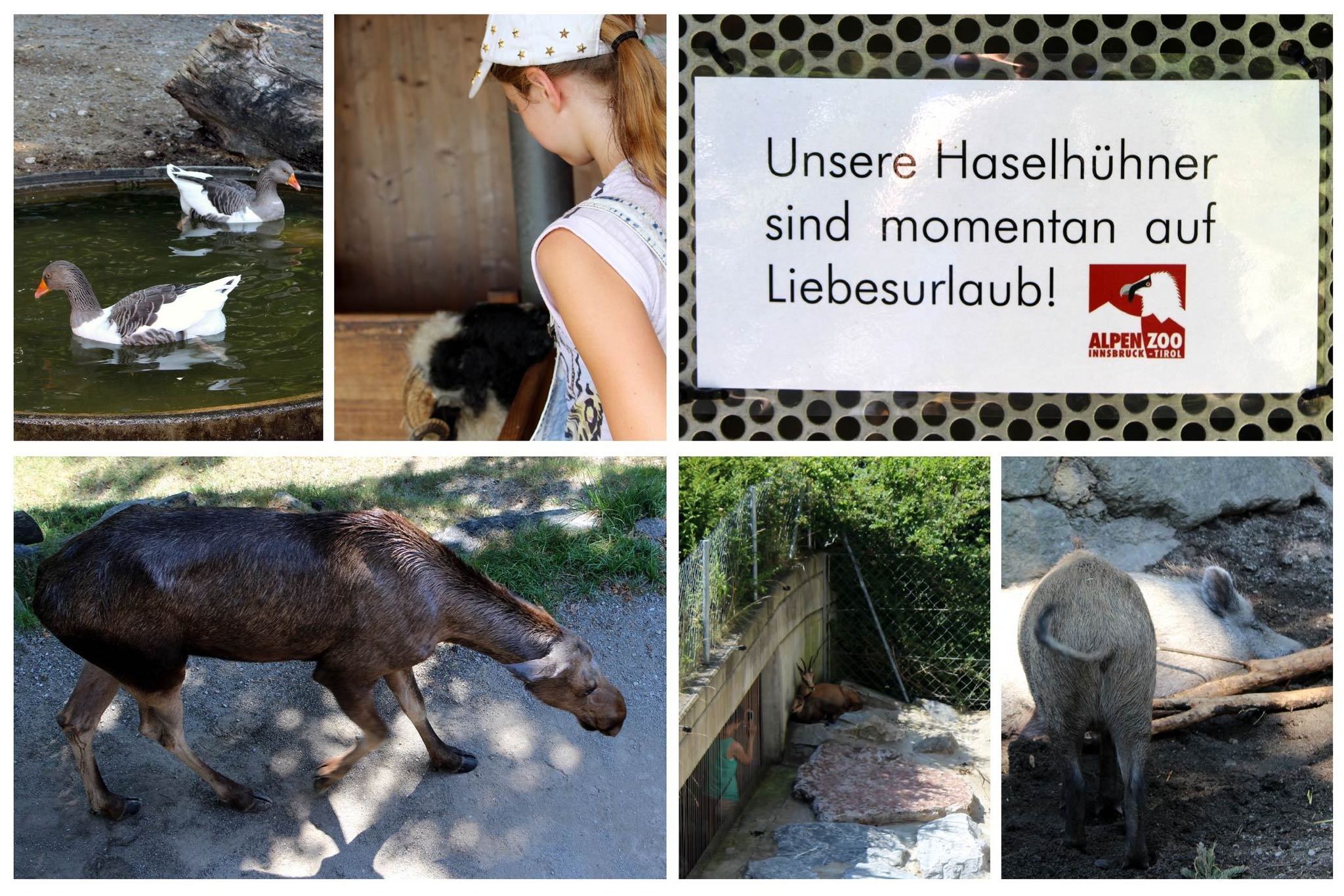 Ein Tag im Zoo, aber fast ohne Tiere…! - Innsbruck