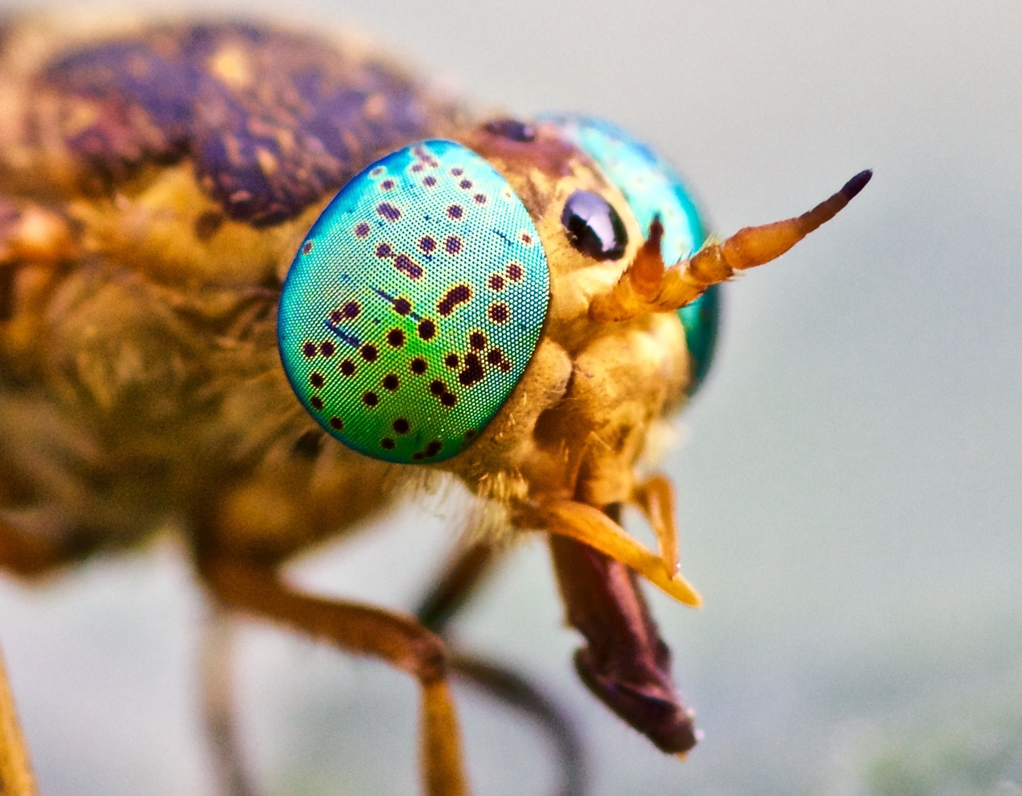 Silvius alpinus - Weiz