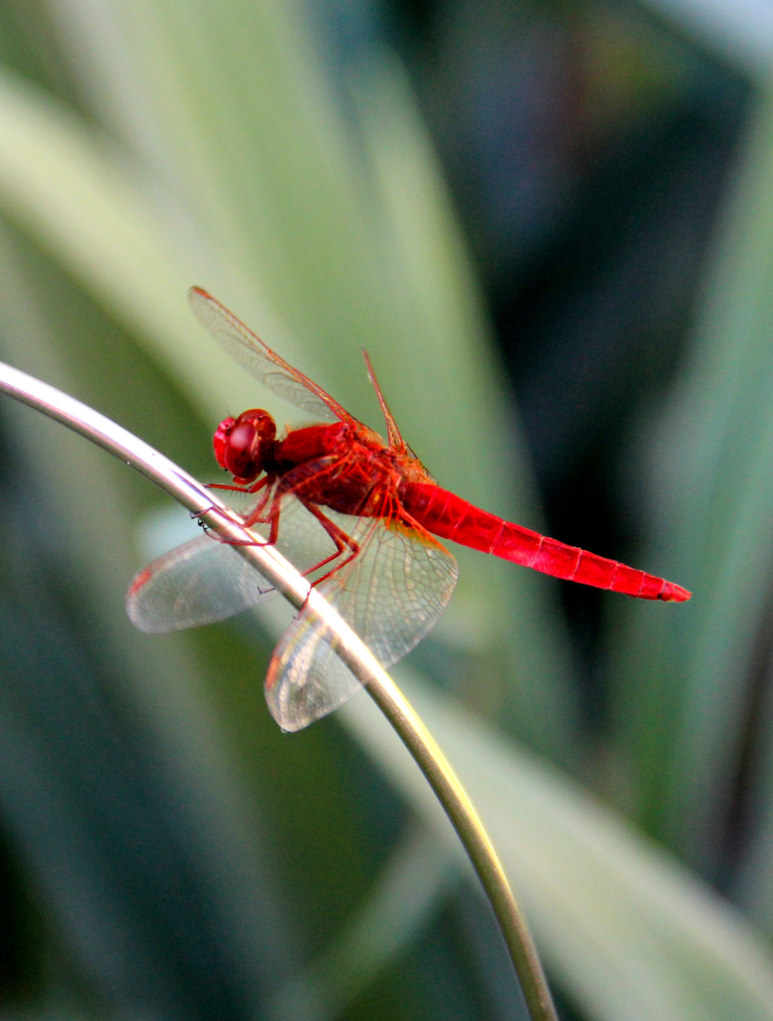 Rote Libelle - Amstetten