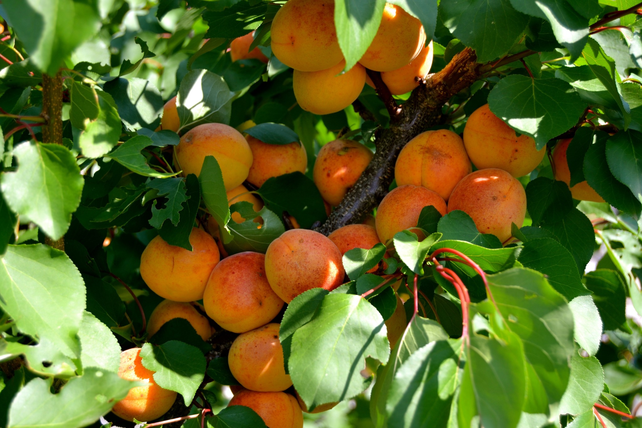 Marillen auch ohne Spritzmittel - Krems