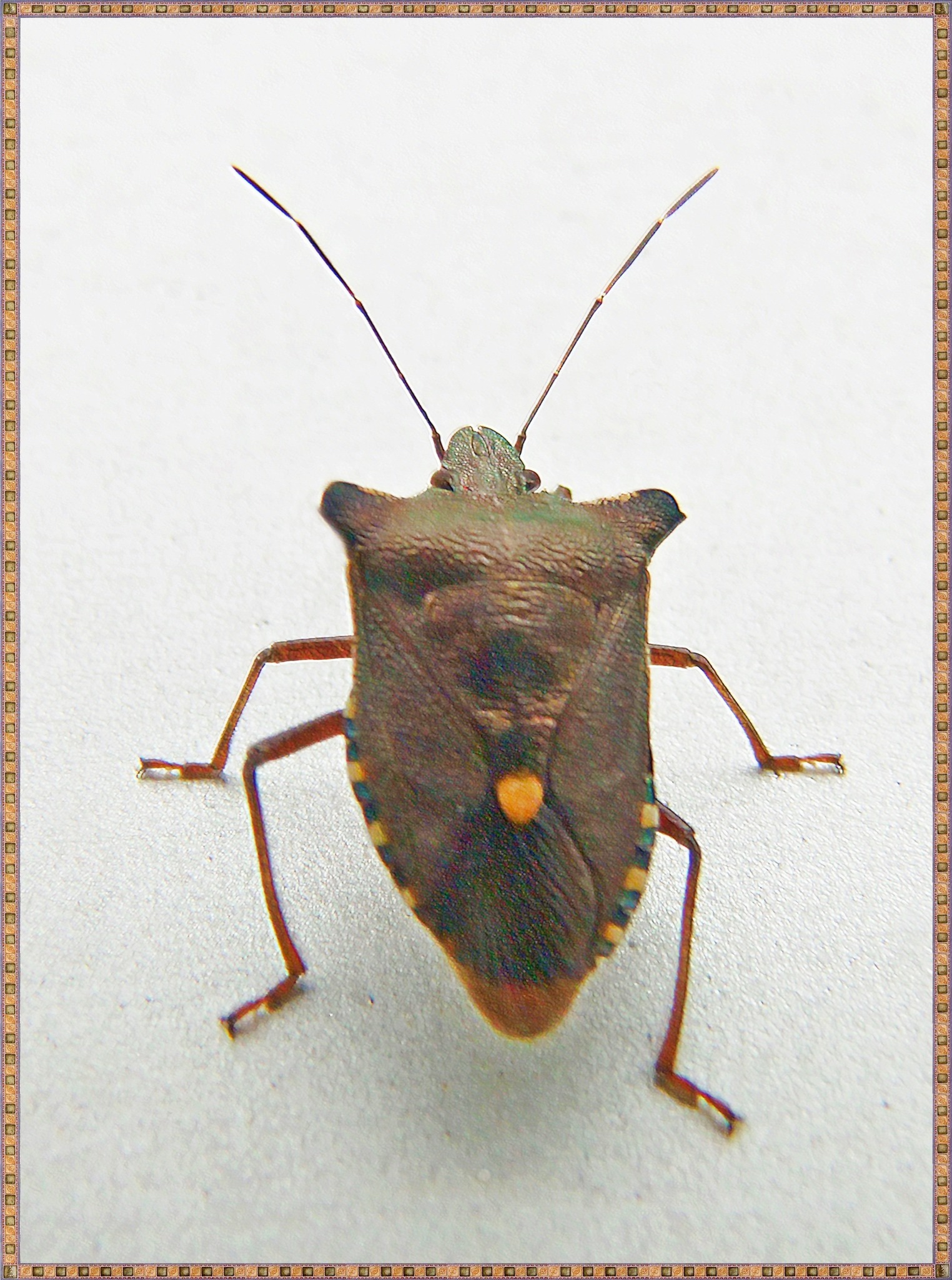 Breitschultrig - Linz