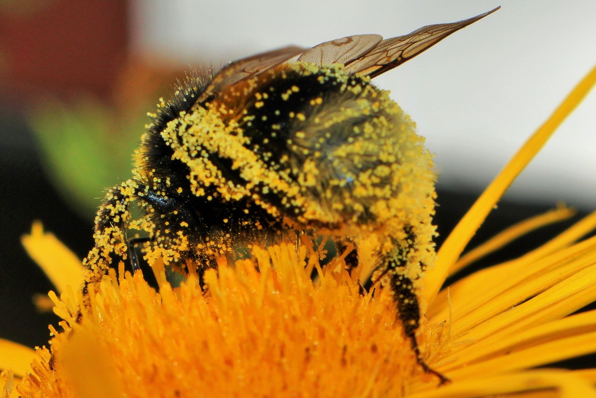 Hummelparadies Alant - Traum der Hummeln - Enns