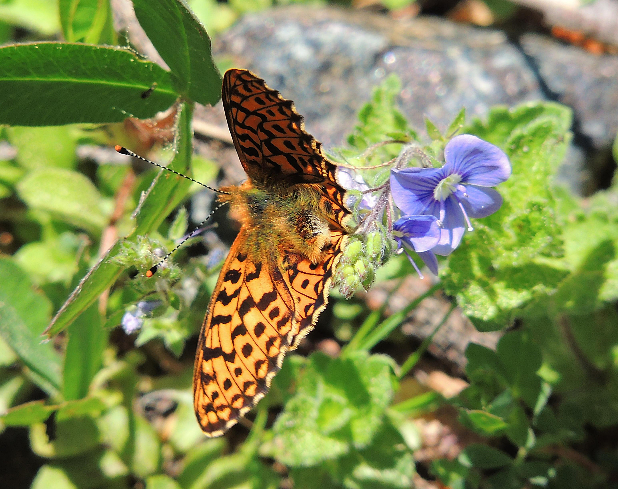 Auch ein Rücken kann entzücken... - Lungau