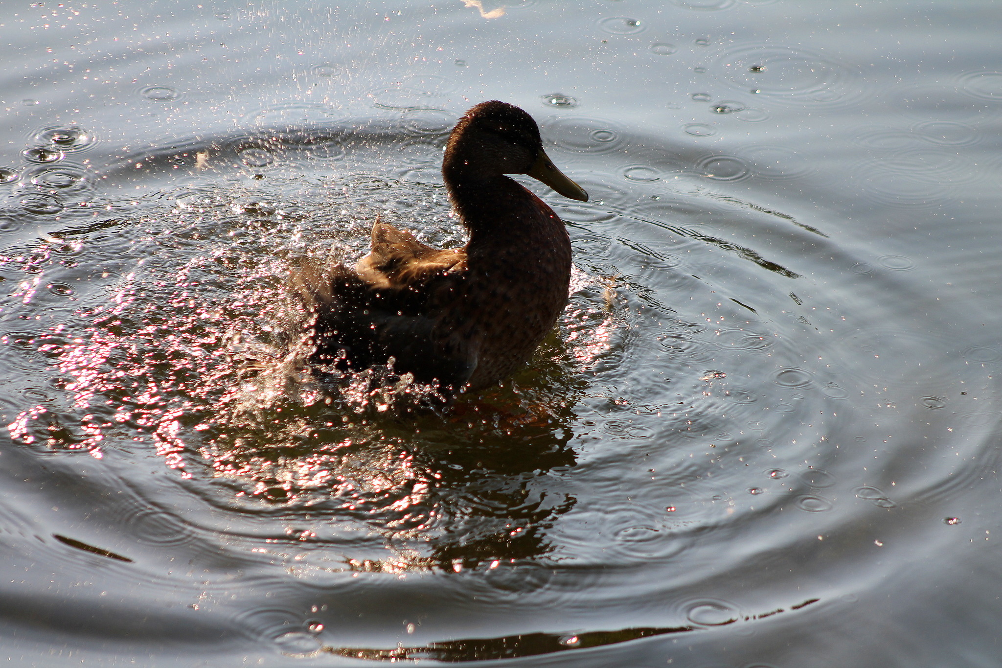 Bad in der Abendsonne - Brigittenau