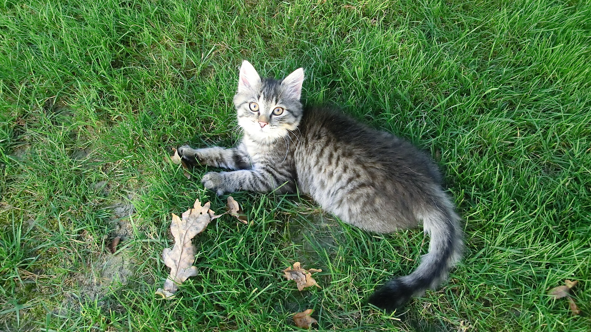 Tigerkatze beim spielen - Südoststeiermark