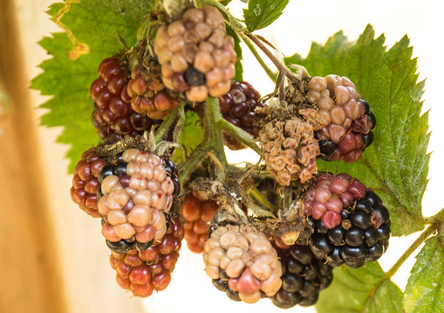 Brombeere Krankheiten Bilder
