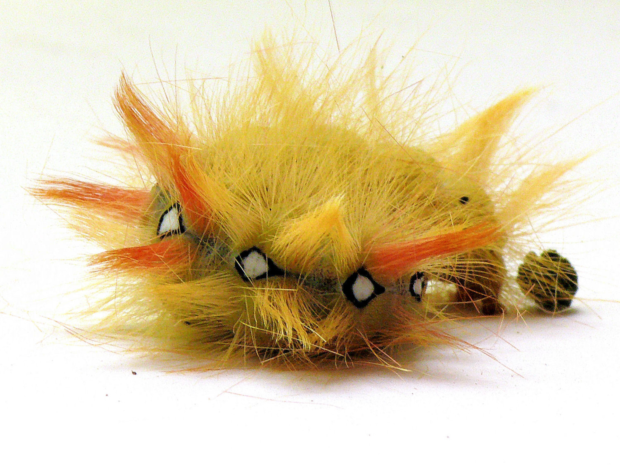 Ahorn-Rindeneule (Acronicta aceris), - Neunkirchen