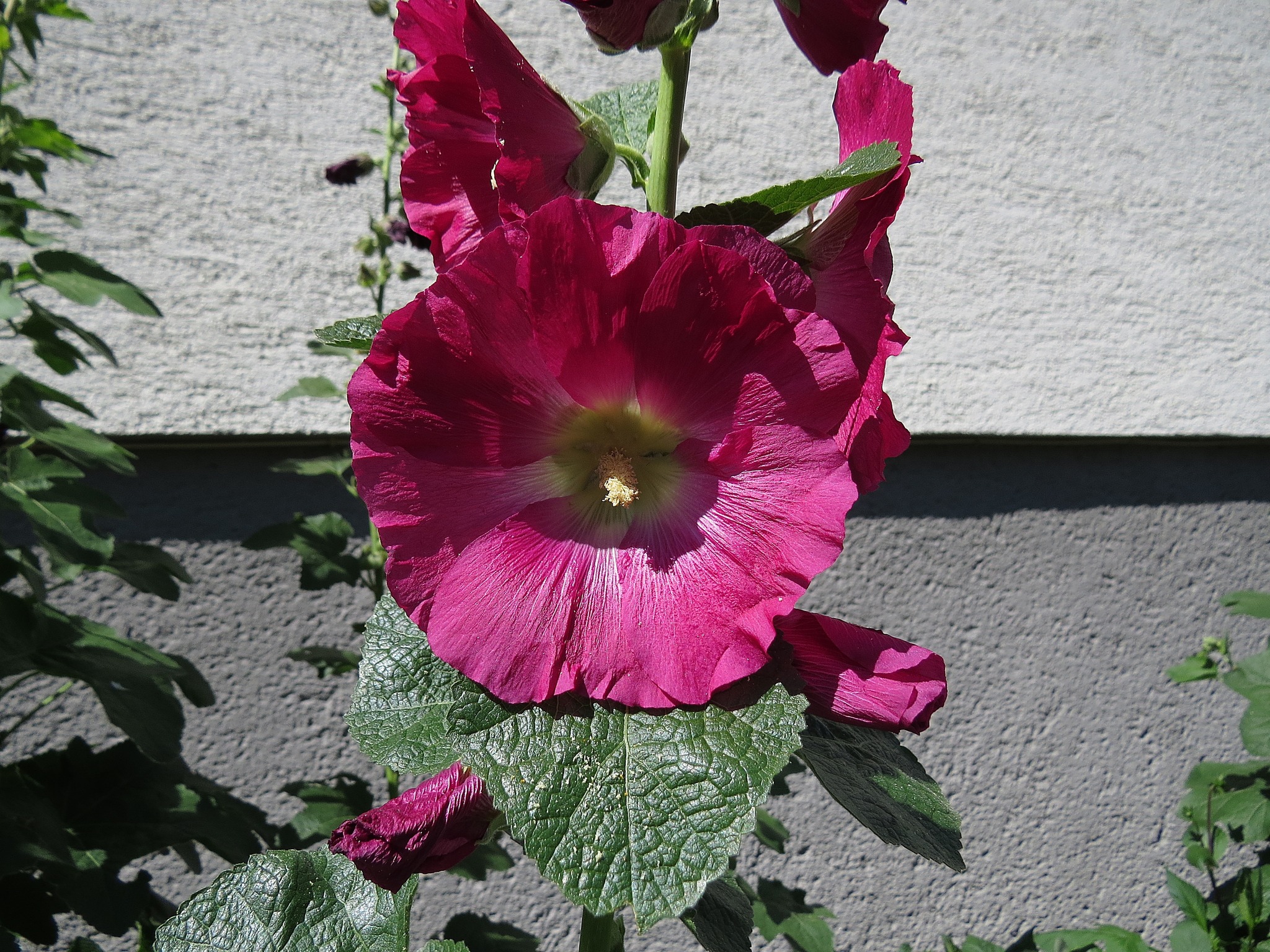Die gewöhnliche Stockrose, auch Bauernrose genannt - Lungau
