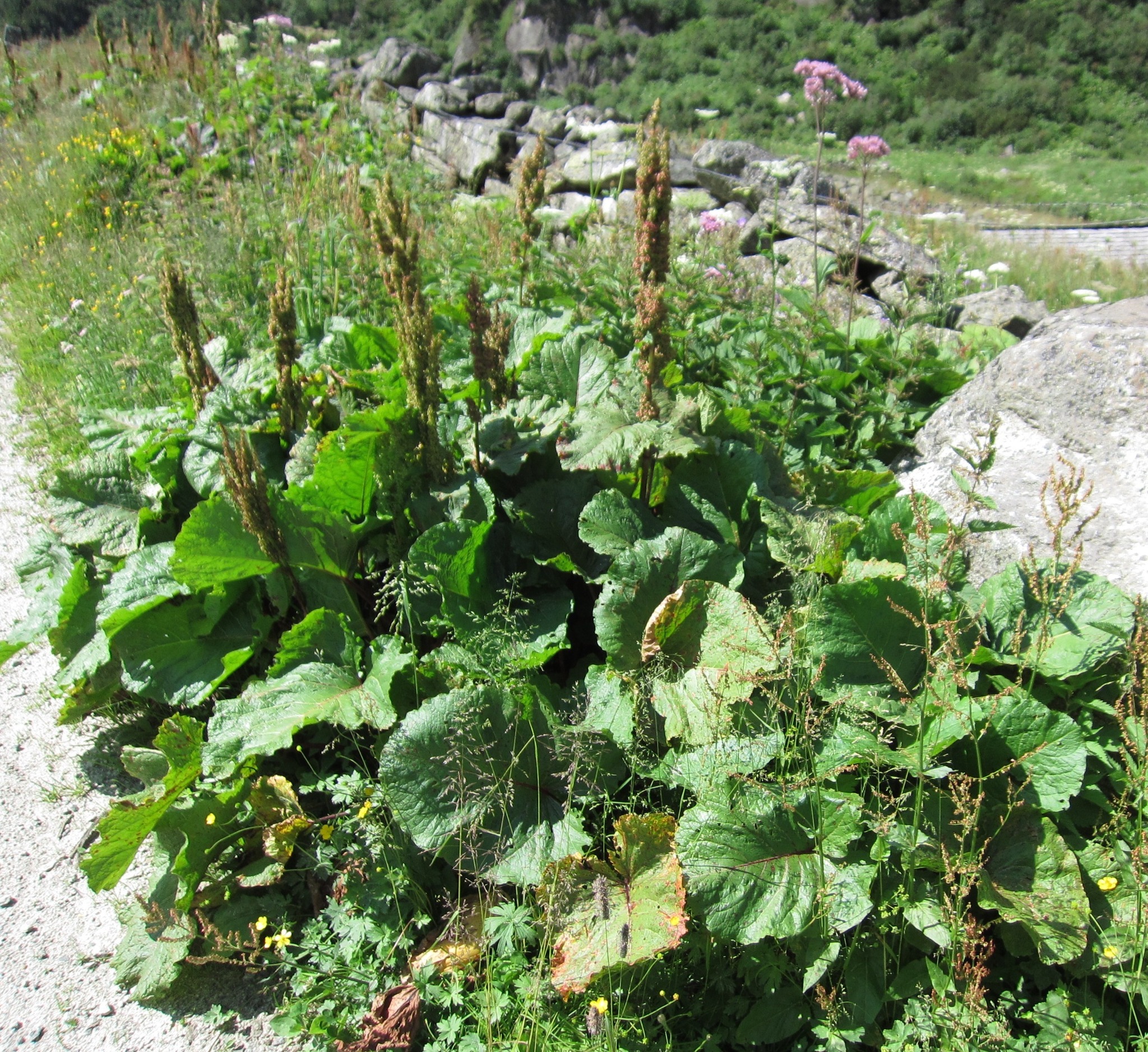 "Foißbletzn" - Alpenampfer (Rumex alpinus) - Pinzgau