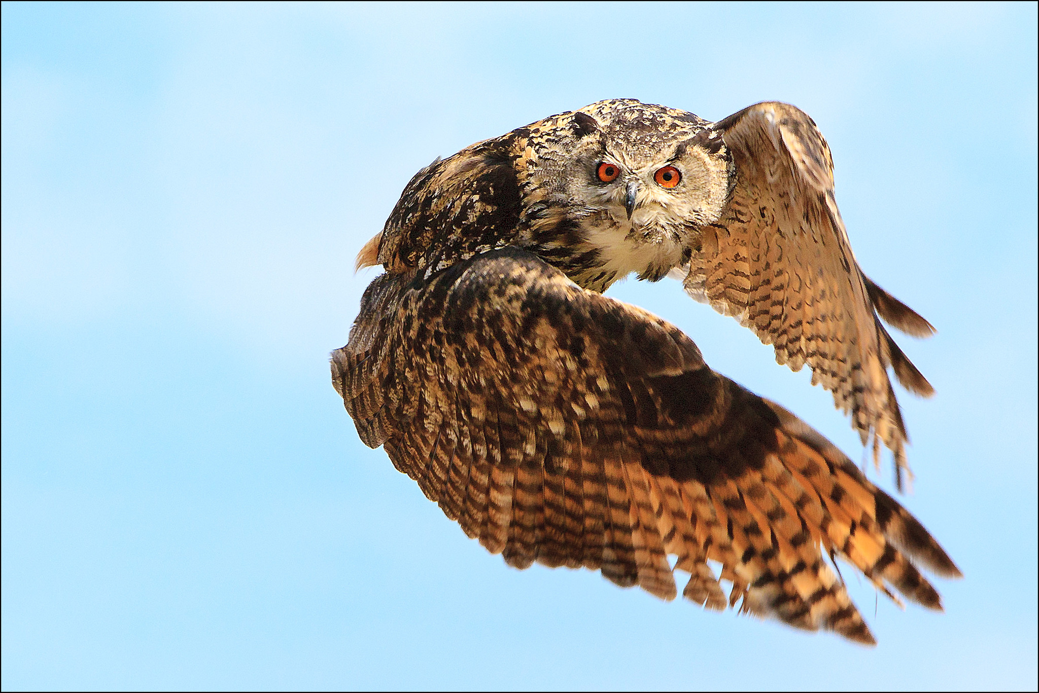 Eule im Flug - Donaustadt