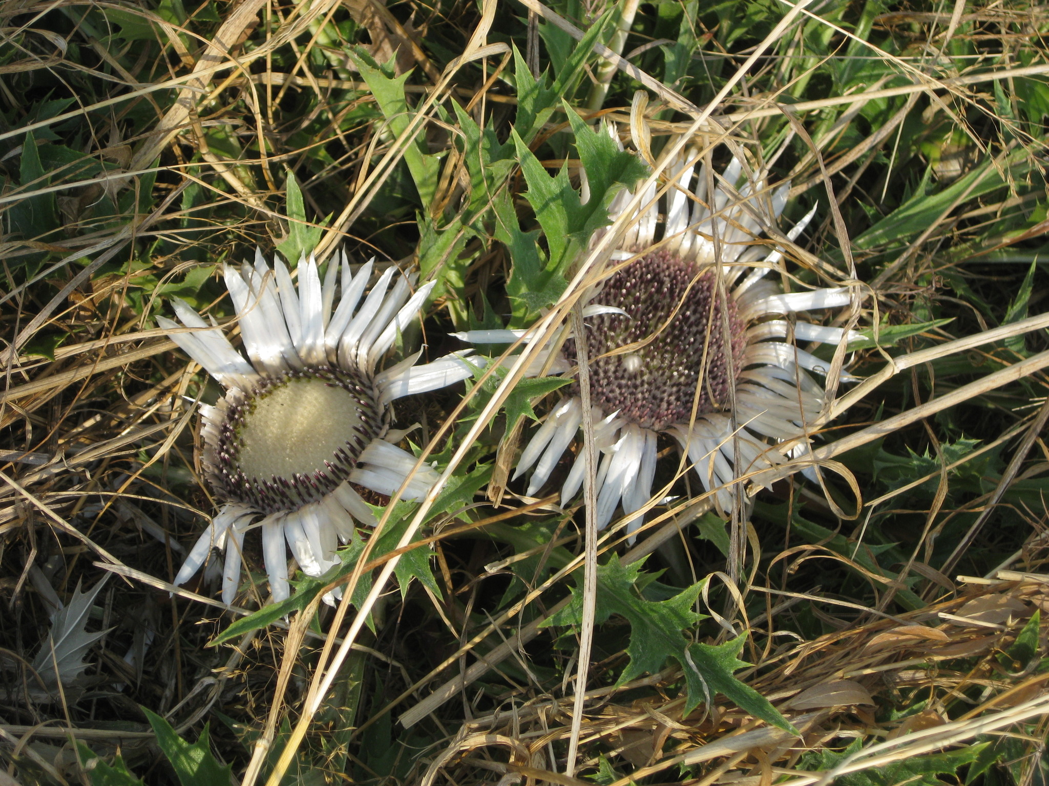 Silberdistel im Doppelpack - Horn