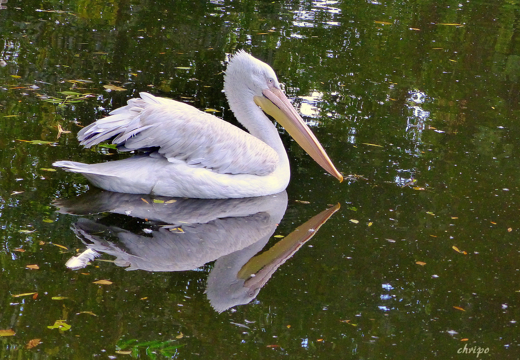 Krauskopf Pelikan - Ottakring