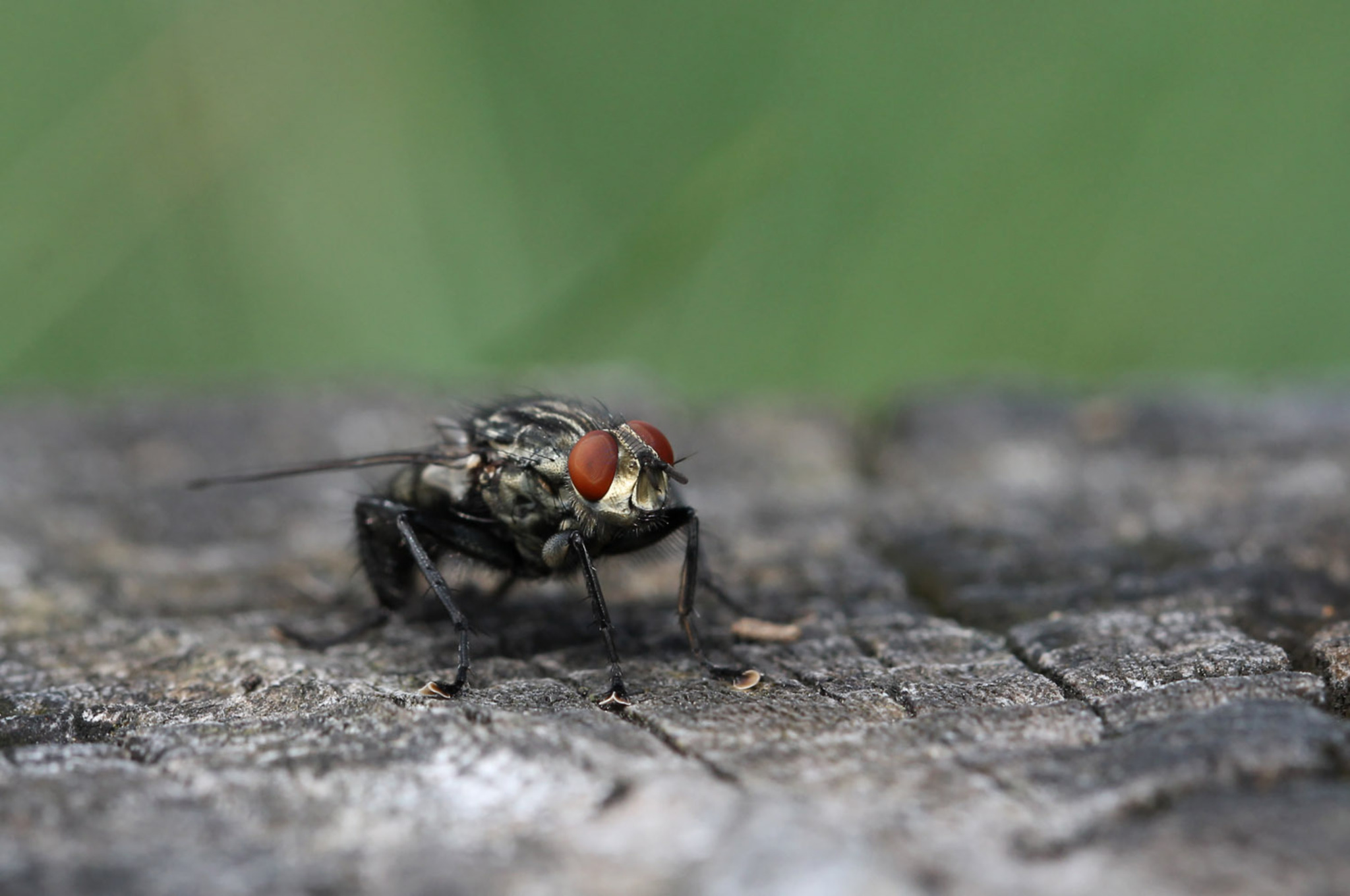 Die Graue Fleischfliege ... - Schwaz