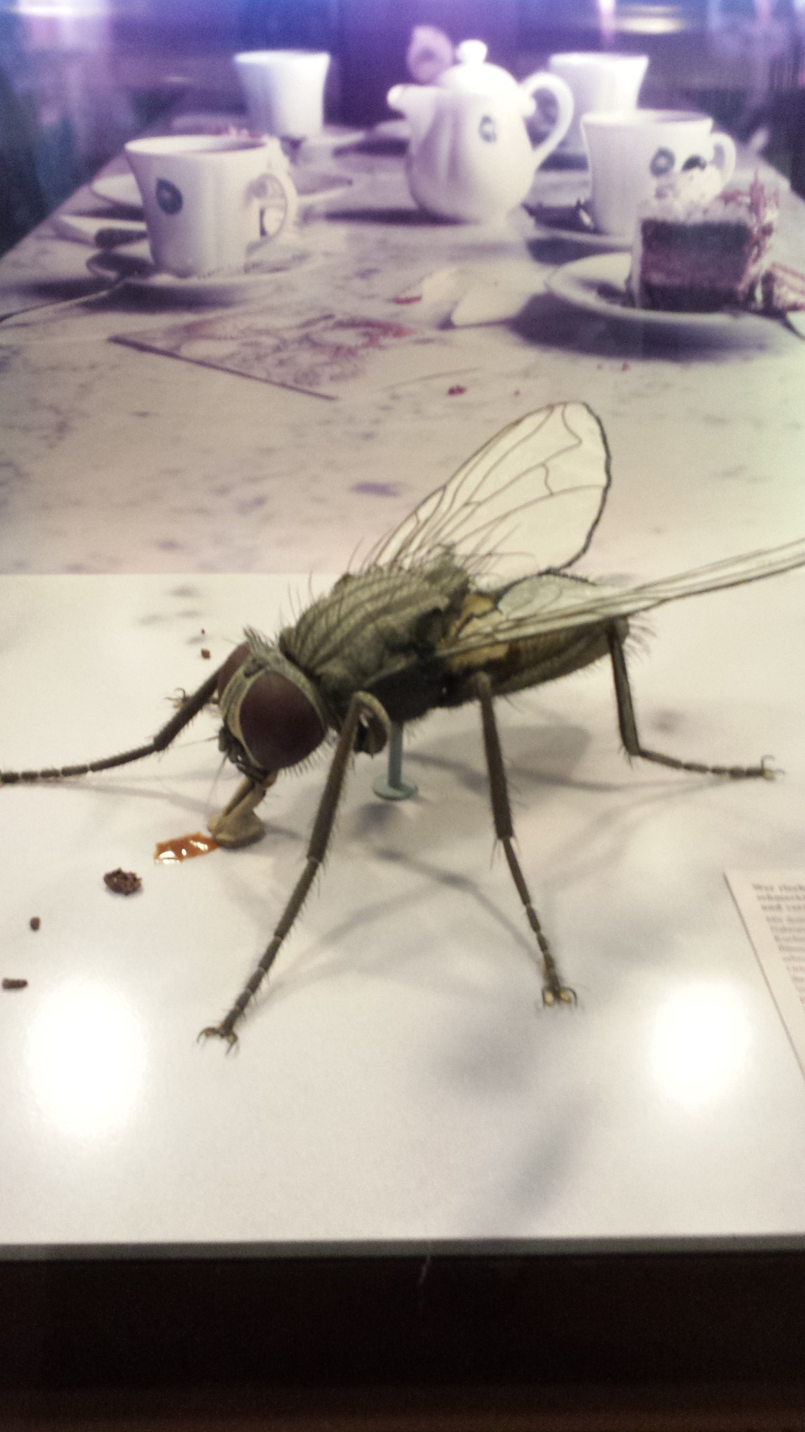 Puck, die Stubenfliege! - Eisenstadt