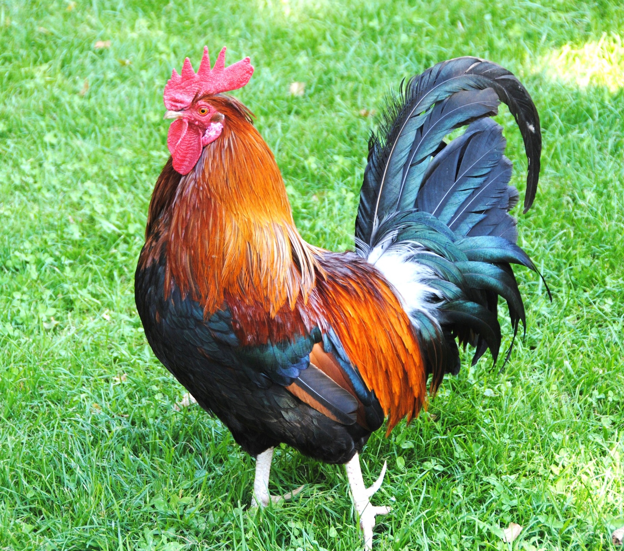 Ein stolzer tiroler Gockel. - Innsbruck