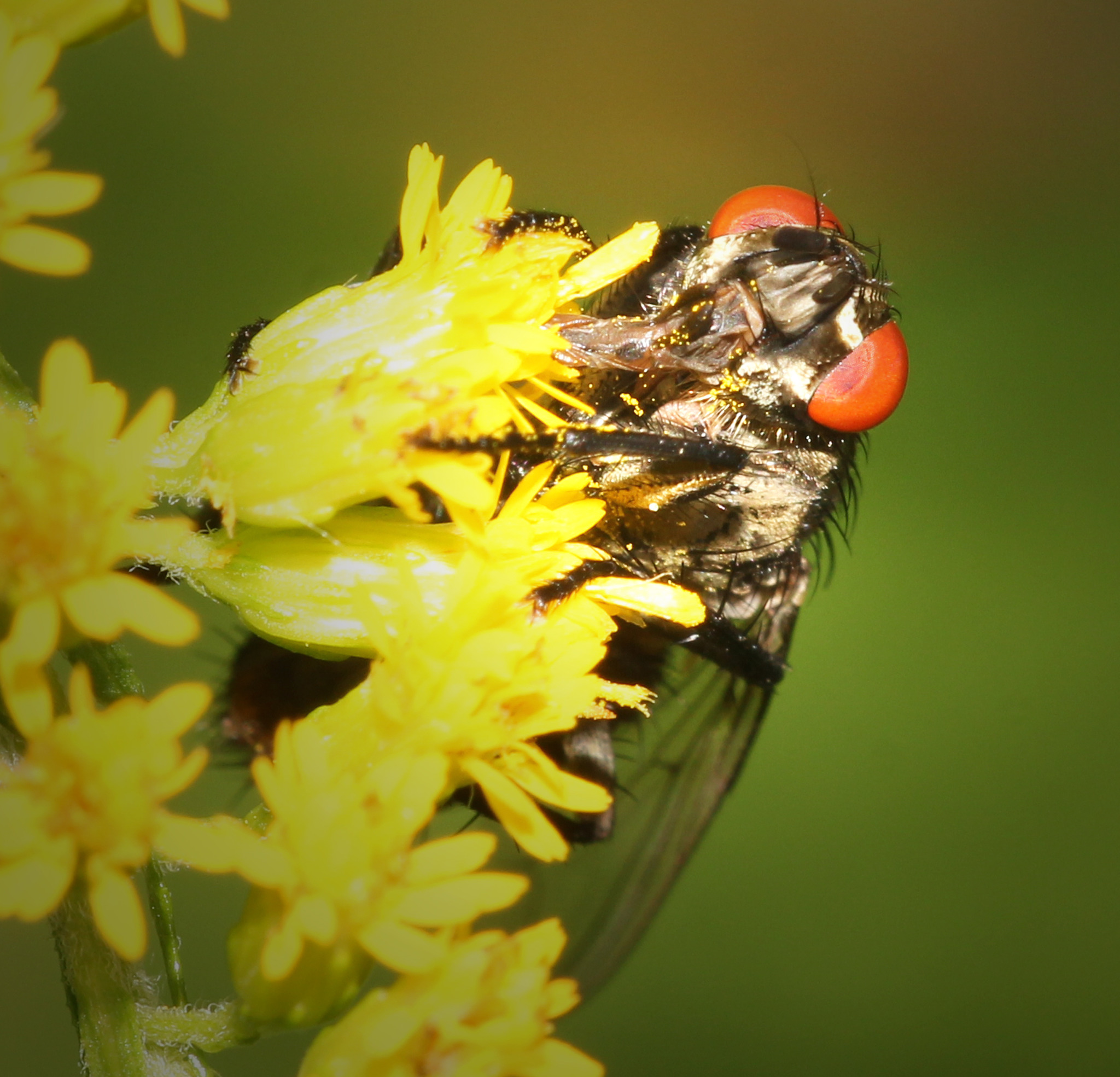 Gut, dass ich einen langen Rüssel habe - Schwaz