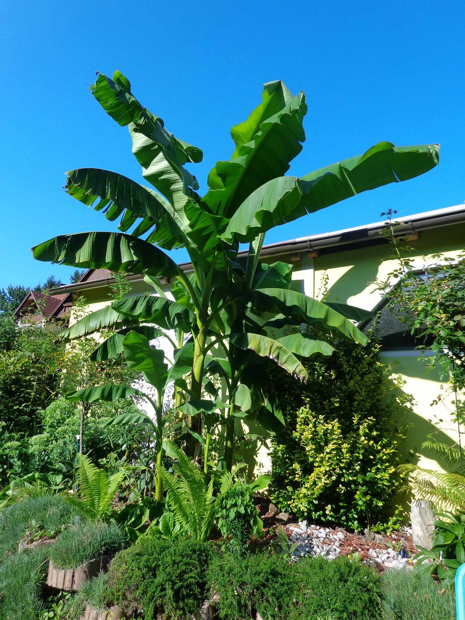Bananenstaude das Klima passt ....... - Deutschlandsberg