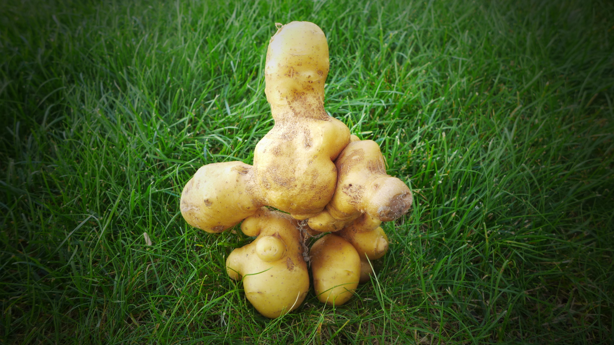 "TOLLE KNOLLE" - Eisenstadt