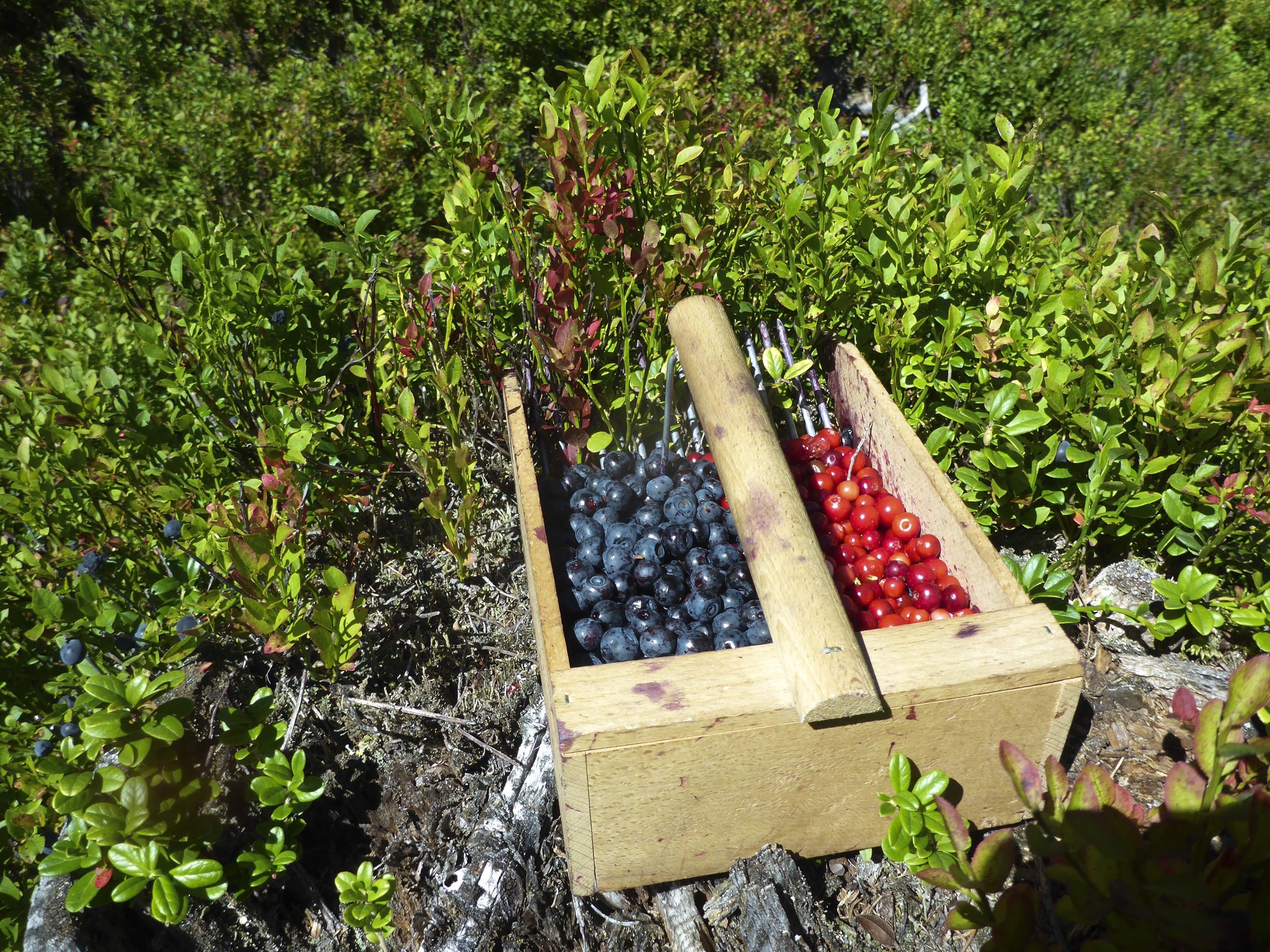 Moosbeeren oder doch Preiselbeeren? - Pinzgau