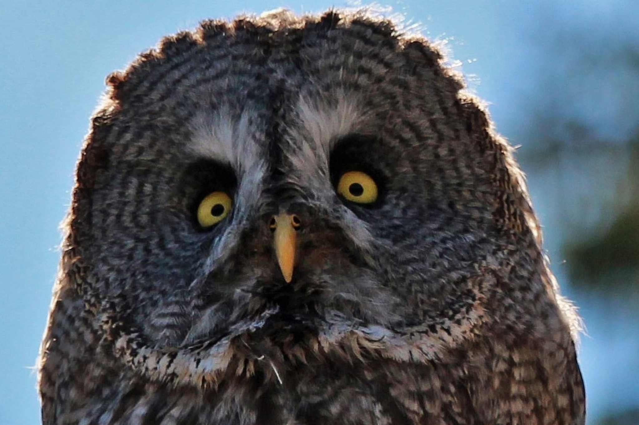 Eule am Wilden Berg - Leoben