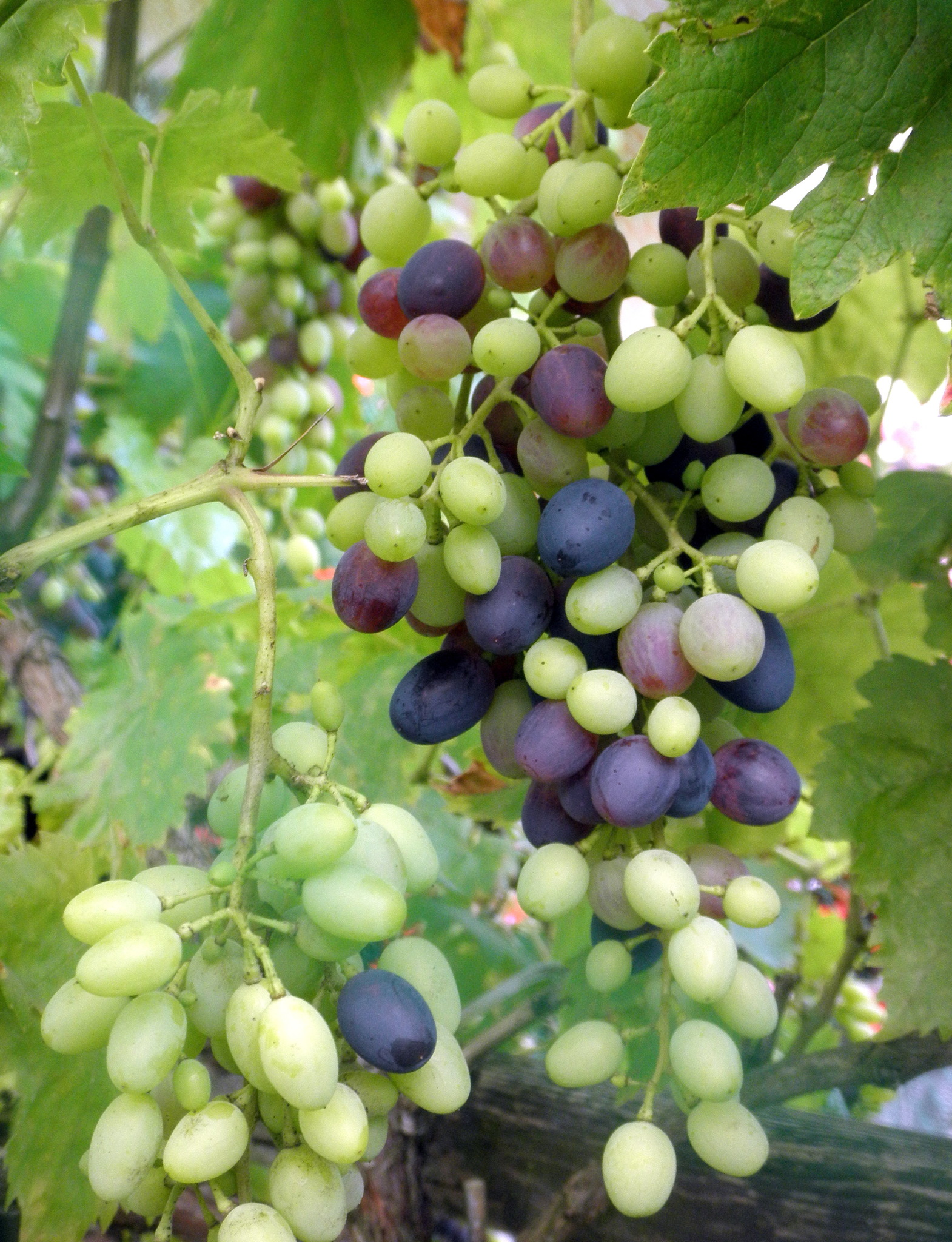 eine MEHRFARBIGE Weintraube, ... - Mürztal