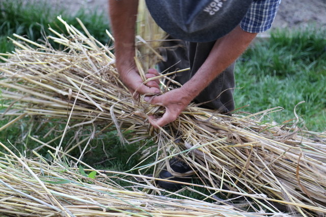 Historischer Kornschnitt in Anras - Osttirol