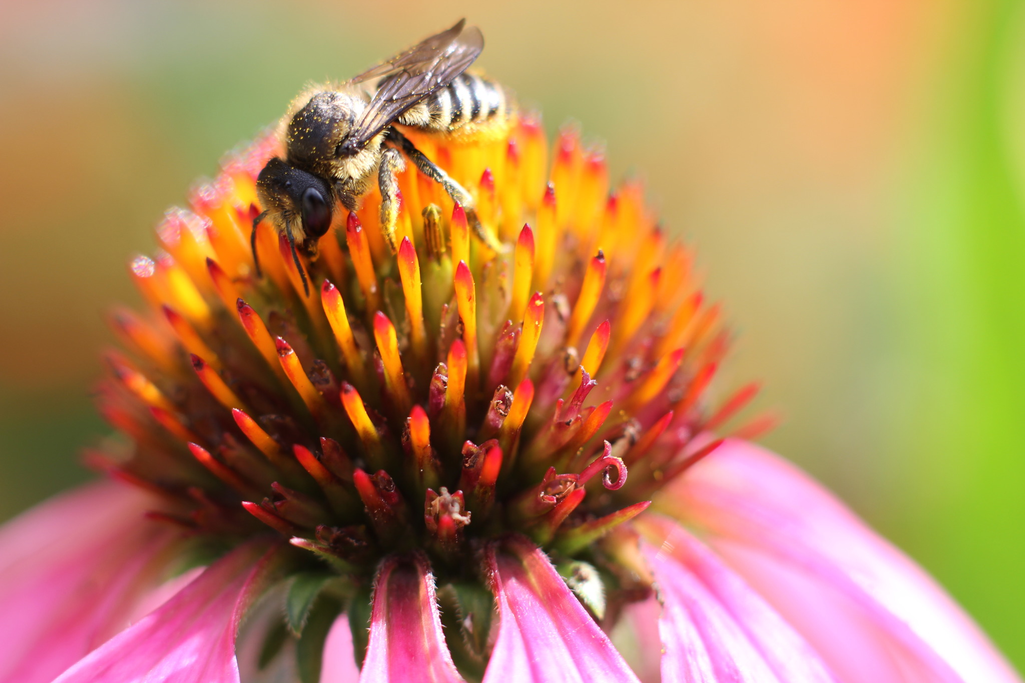 Eine junge Biene - Deutschlandsberg