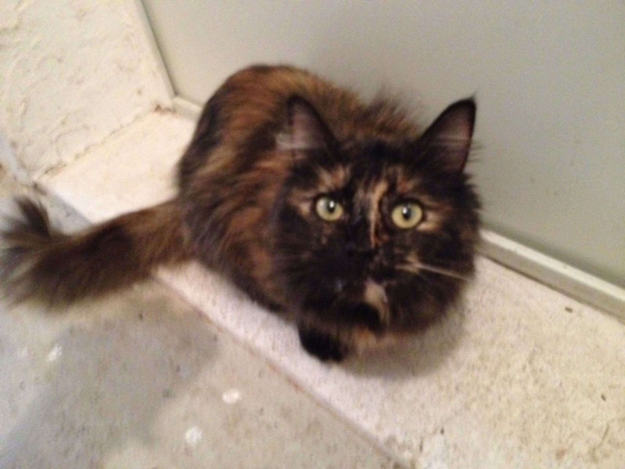 Katze Angie vermisst - Tulln