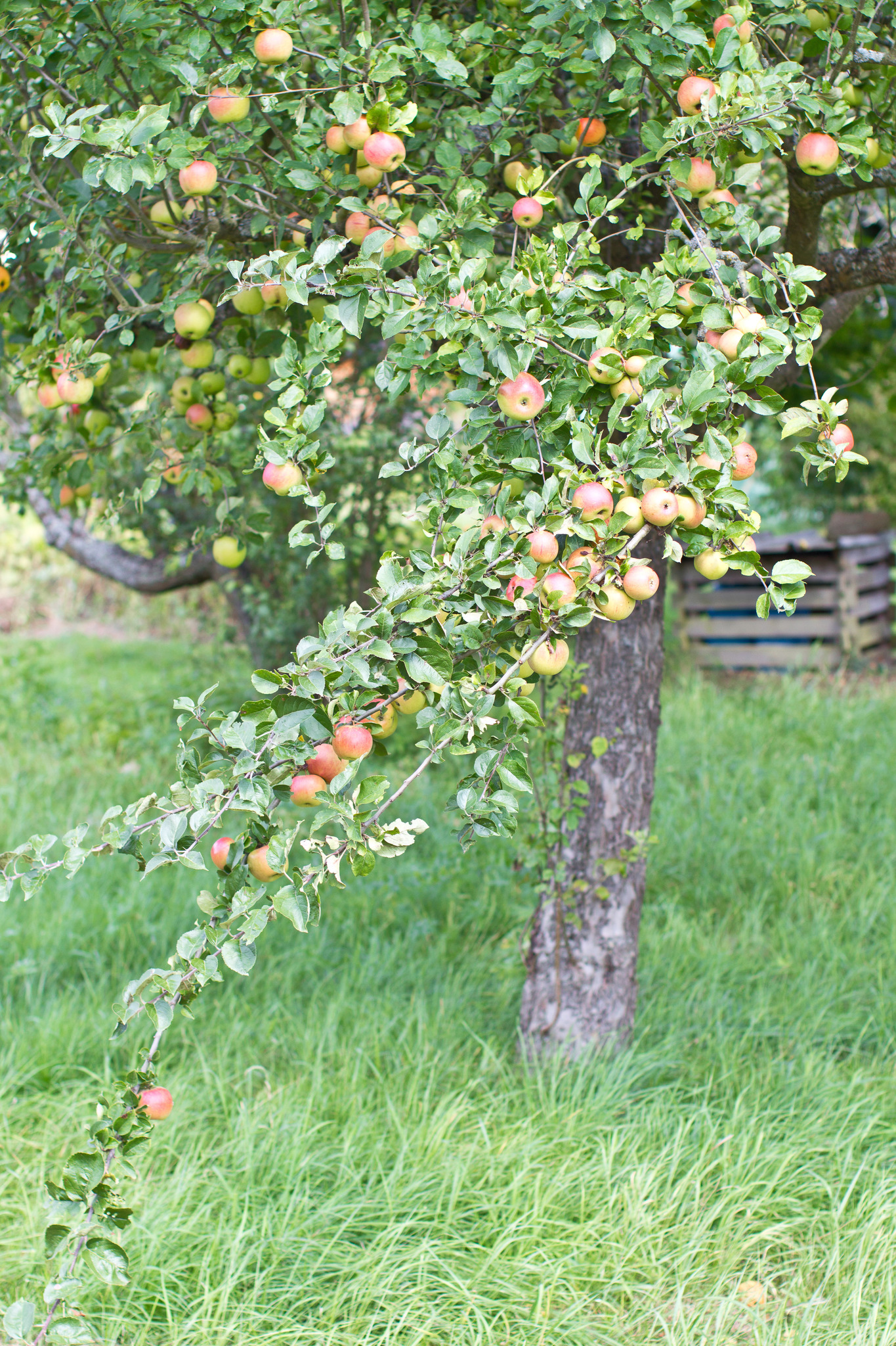 Alte Obstsorten bestimmen lassen - Vöcklabruck